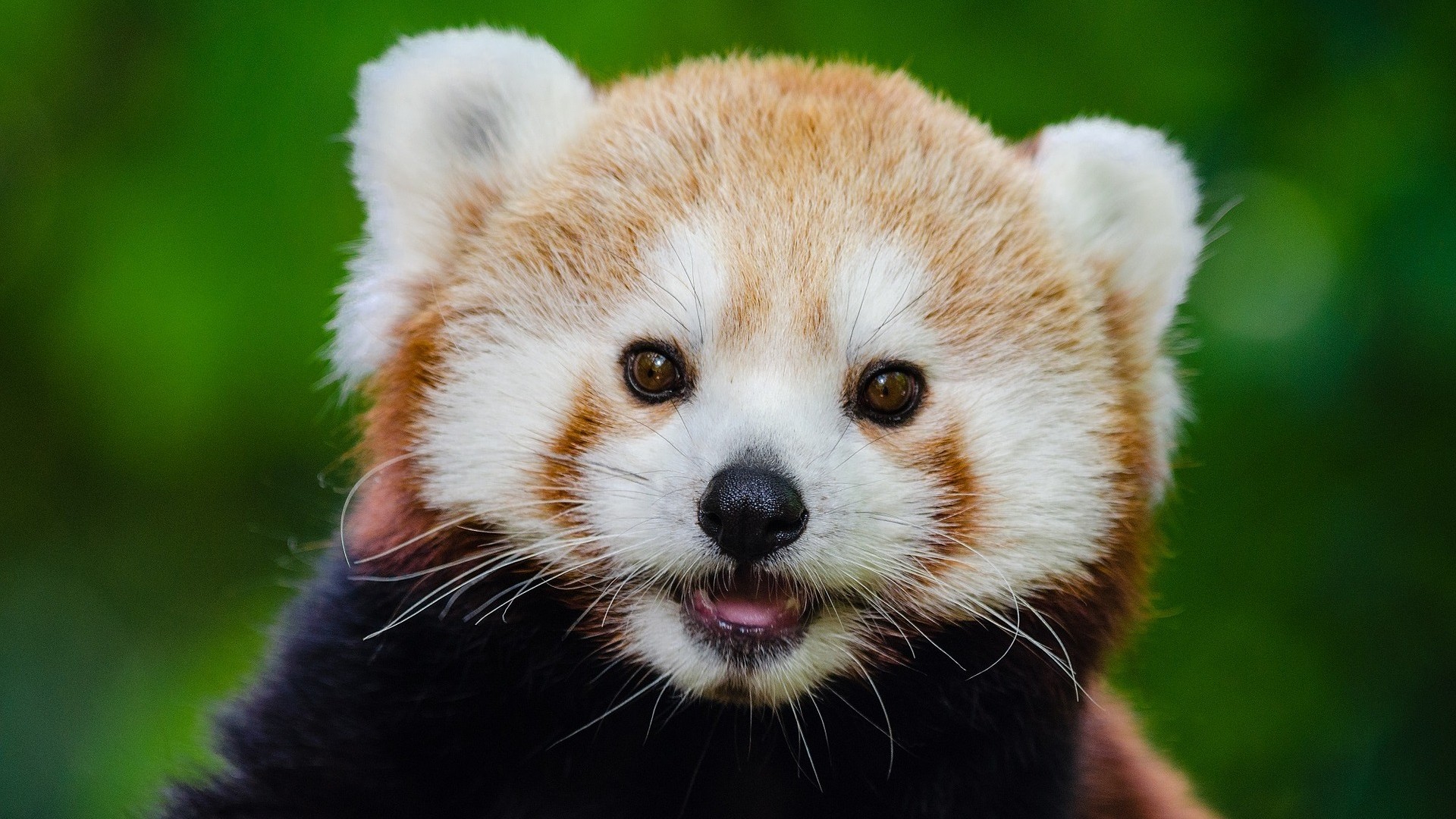 Cute Young Red Panda Cute Young Red Panda