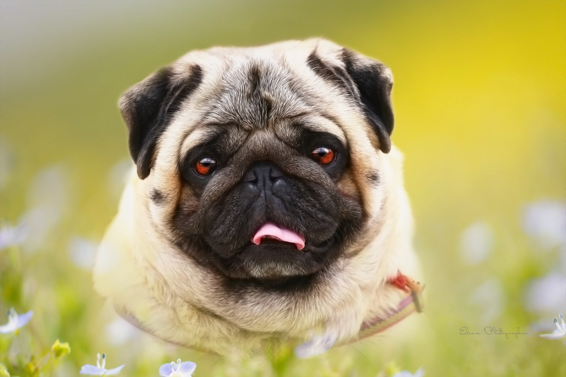 Download Dog Animal Pug HD Wallpaper