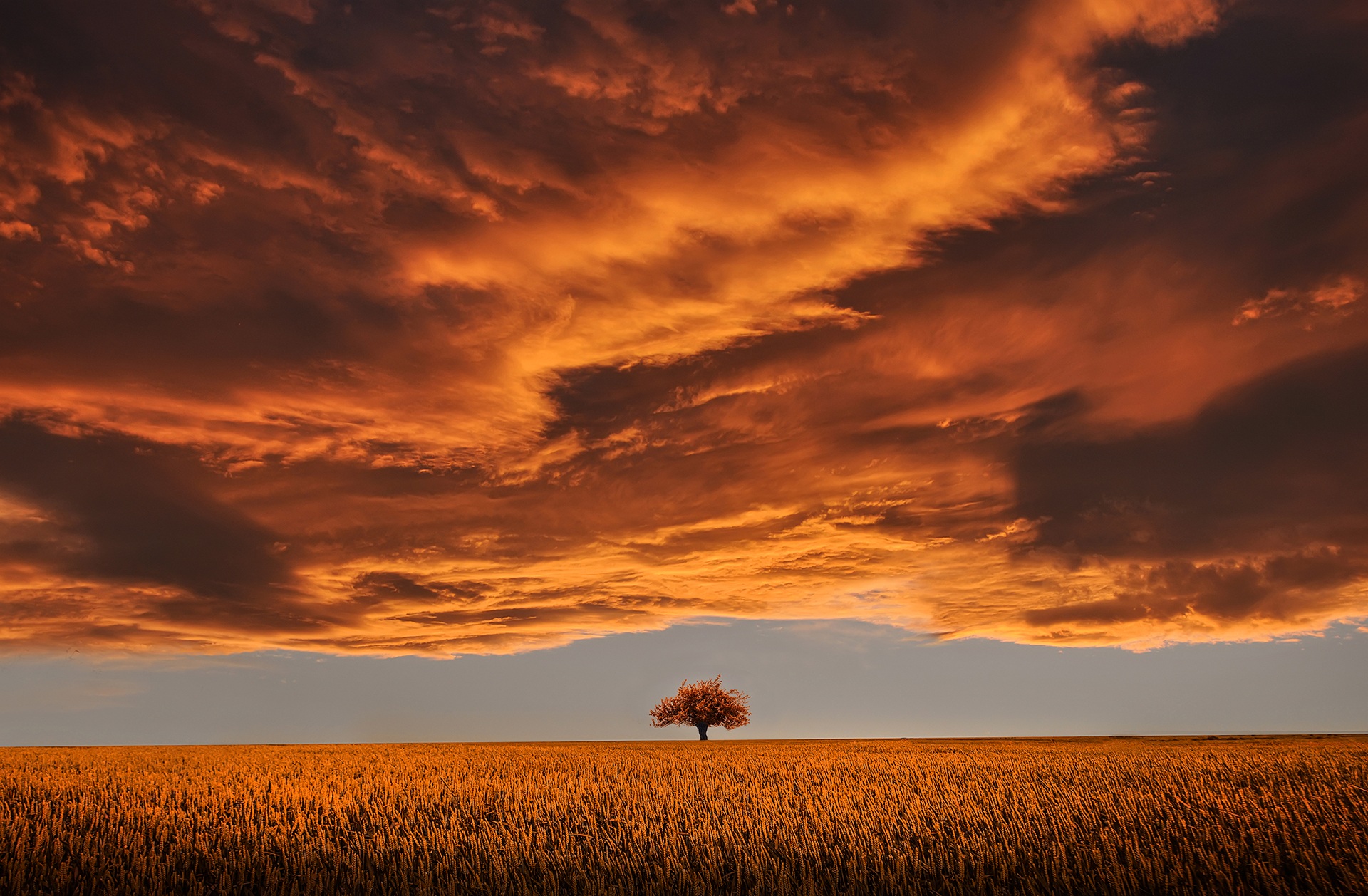 Download Tree Cloud Orange (Color) Sky Nature Field HD Wallpaper