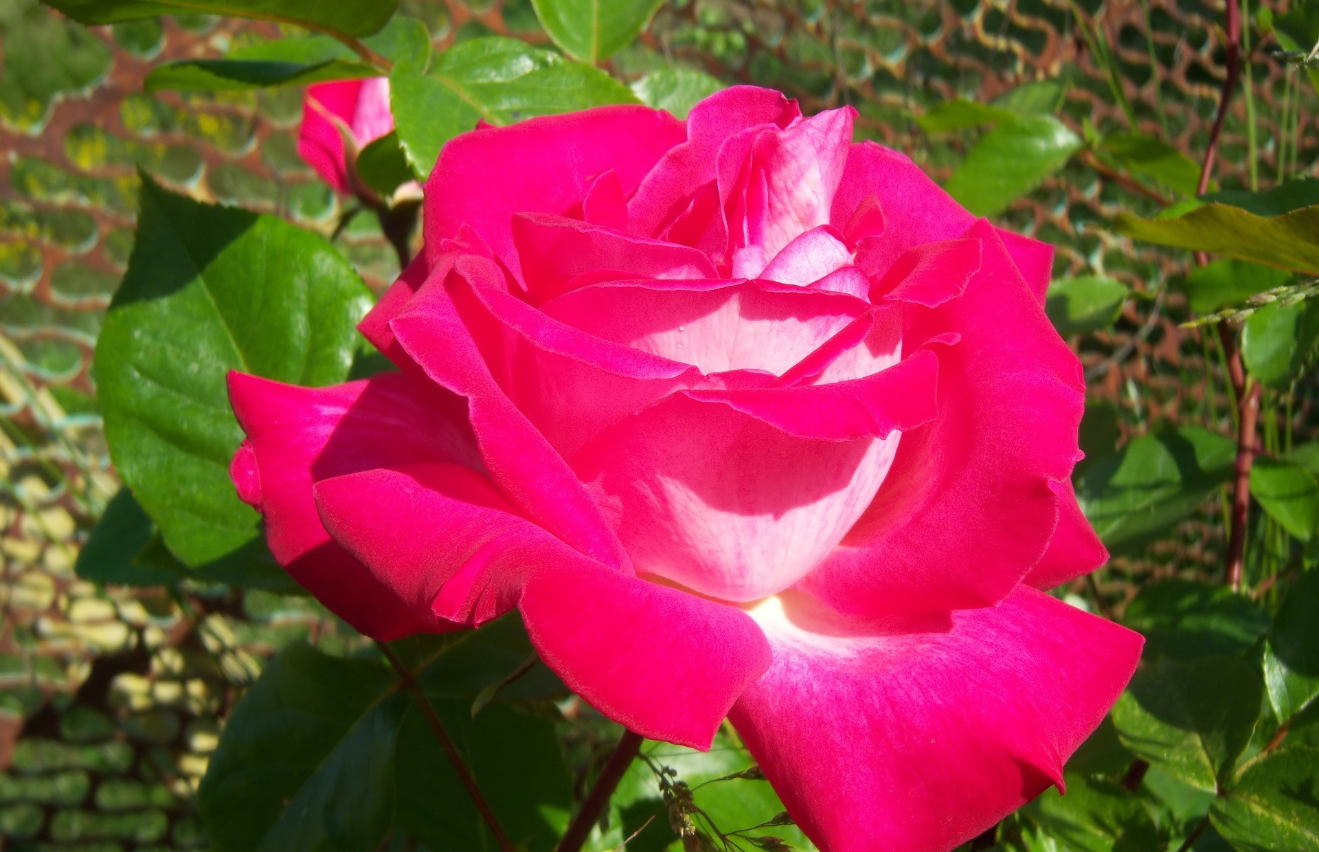 Download Nature Rose HD Wallpaper by Meduzanol