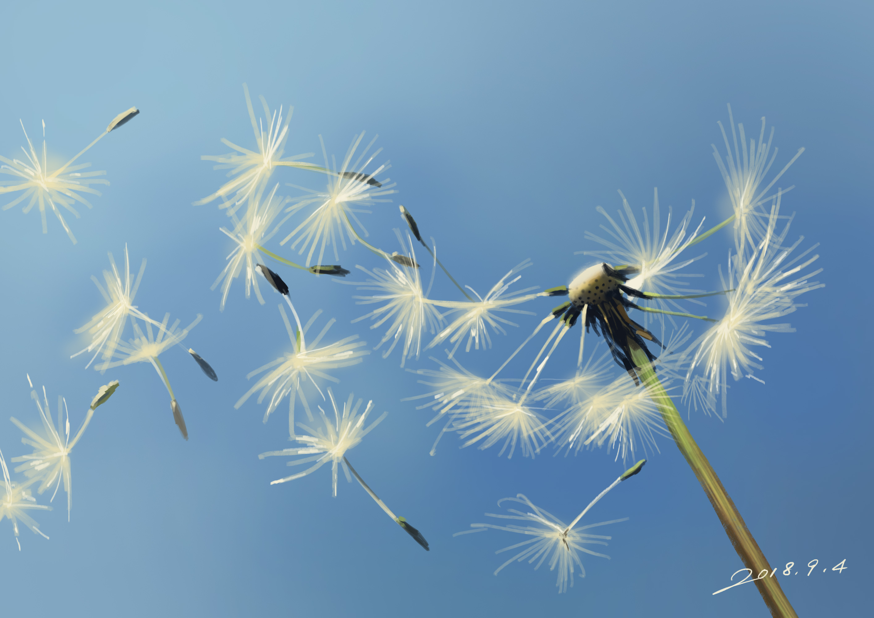 Dandelion Twilight Glow - HD Floral Wallpaper by CelestialCanvas