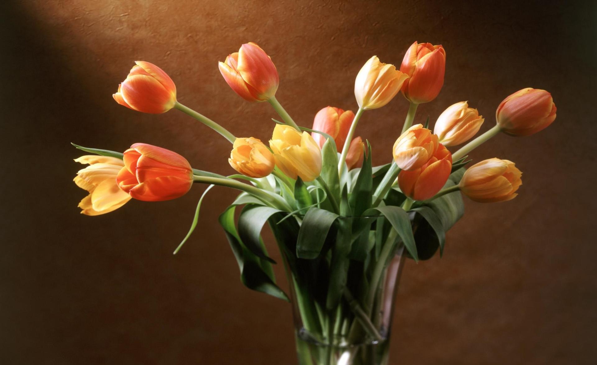 Download Tulip Man Made Flower HD Wallpaper