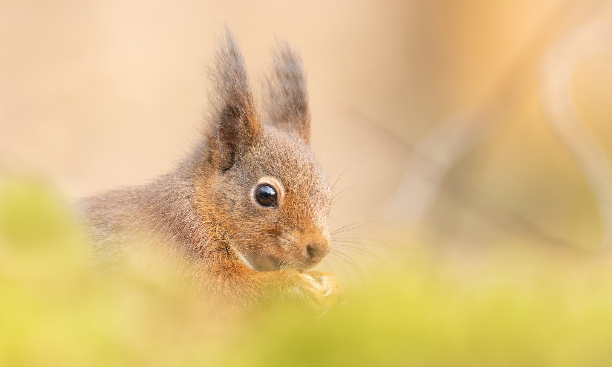 Download Rodent Animal Squirrel HD Wallpaper