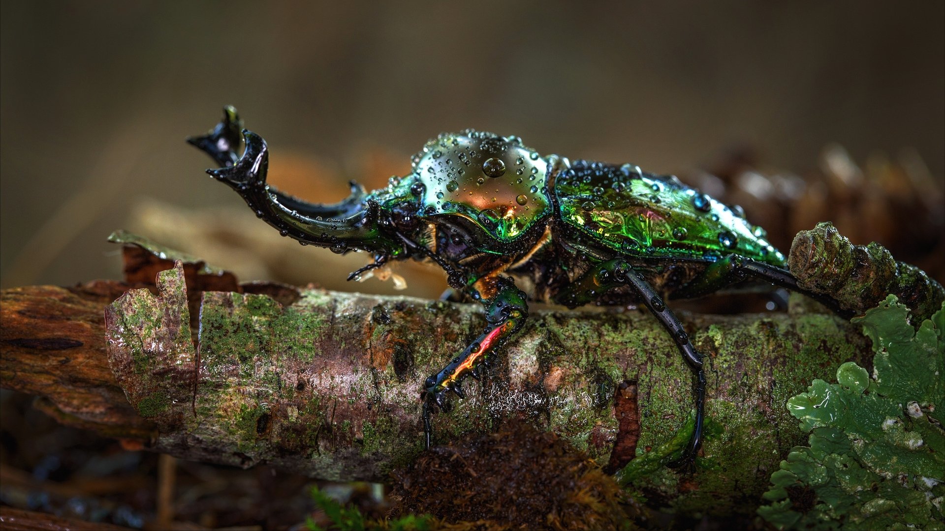 4K Ultra HD Macro Stag Beetle: Nature’s Shining Armor in Detail