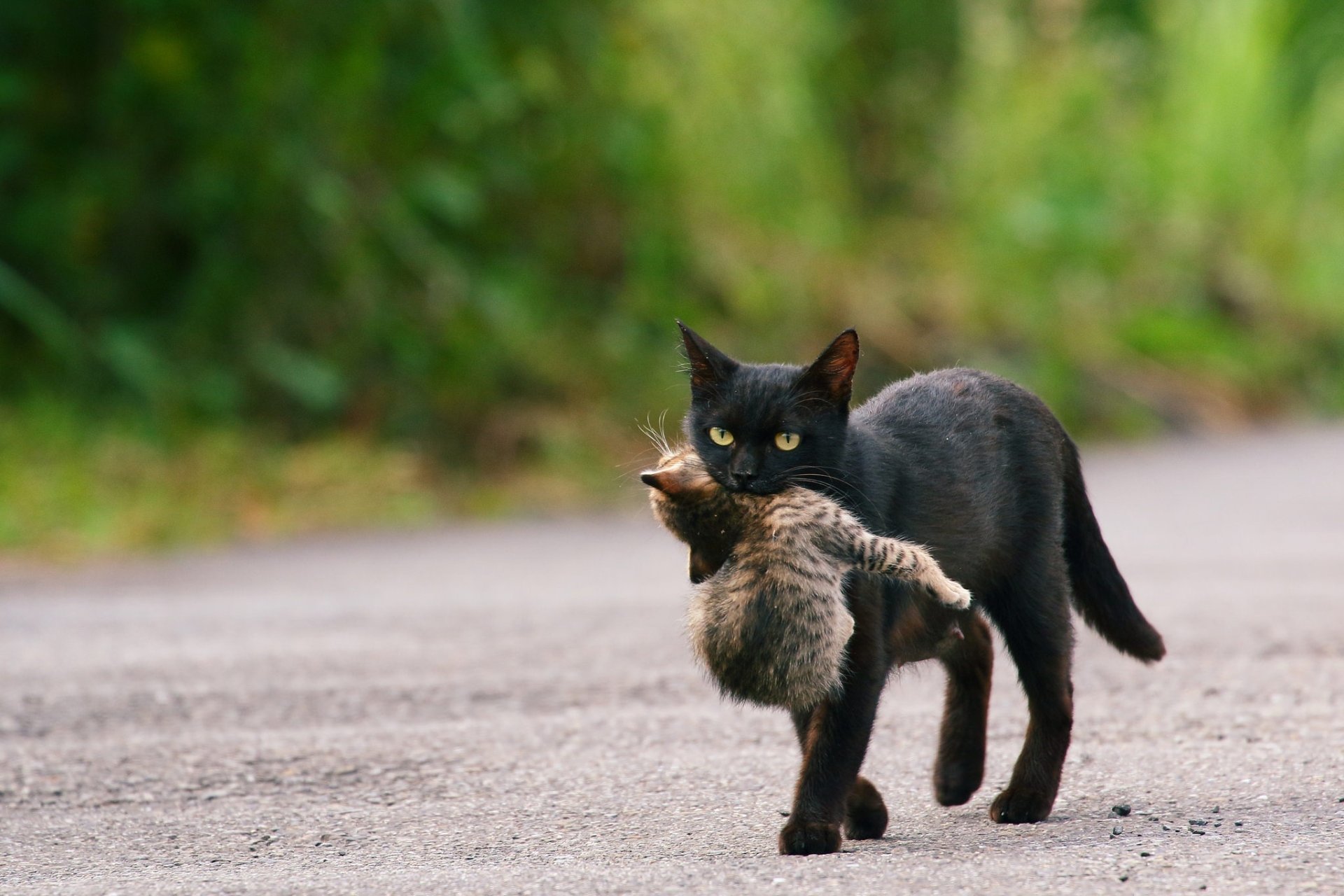 Heartwarming HD Moment: Cat Carrying Kitten on a Peaceful Path ...