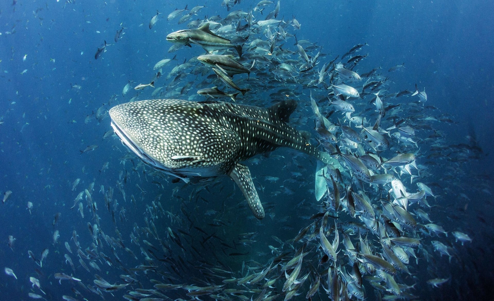 Majestic Whale Shark Amidst a Silent Underwater World – HD Marine Wallpaper