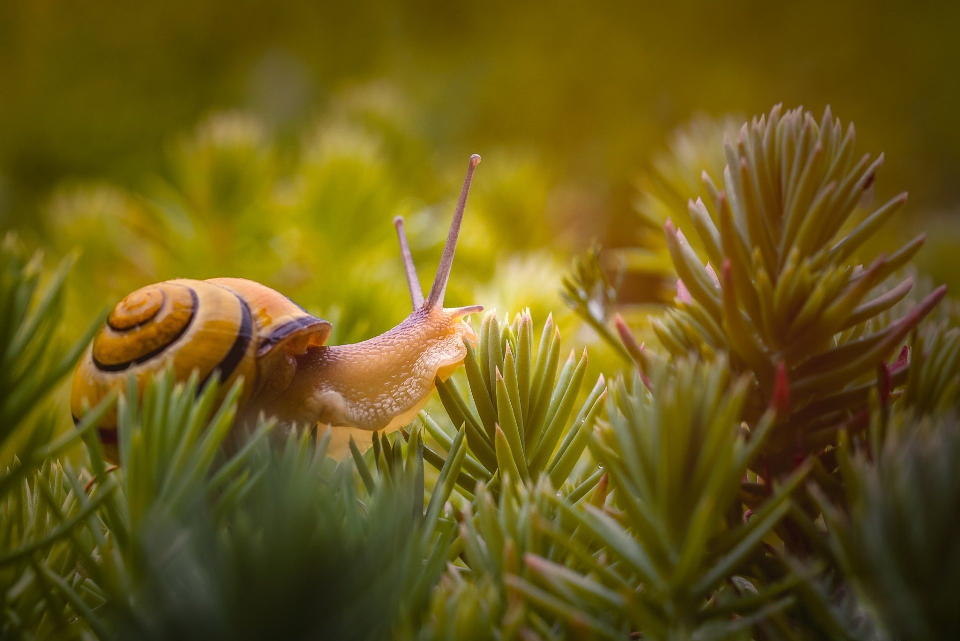 Animal Snail HD Wallpaper