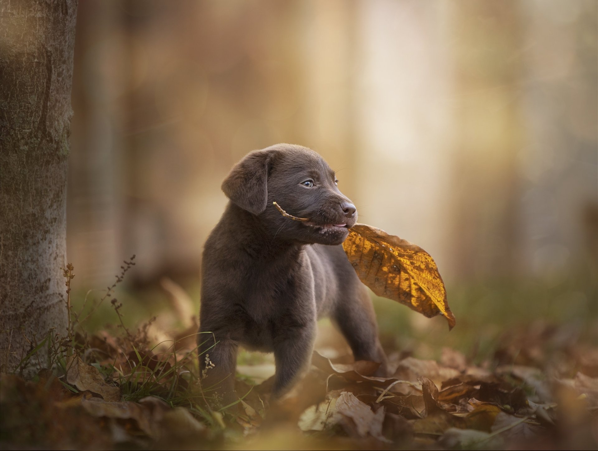 Download Puppy Baby Animal Dog Animal Labrador Retriever HD Wallpaper ...