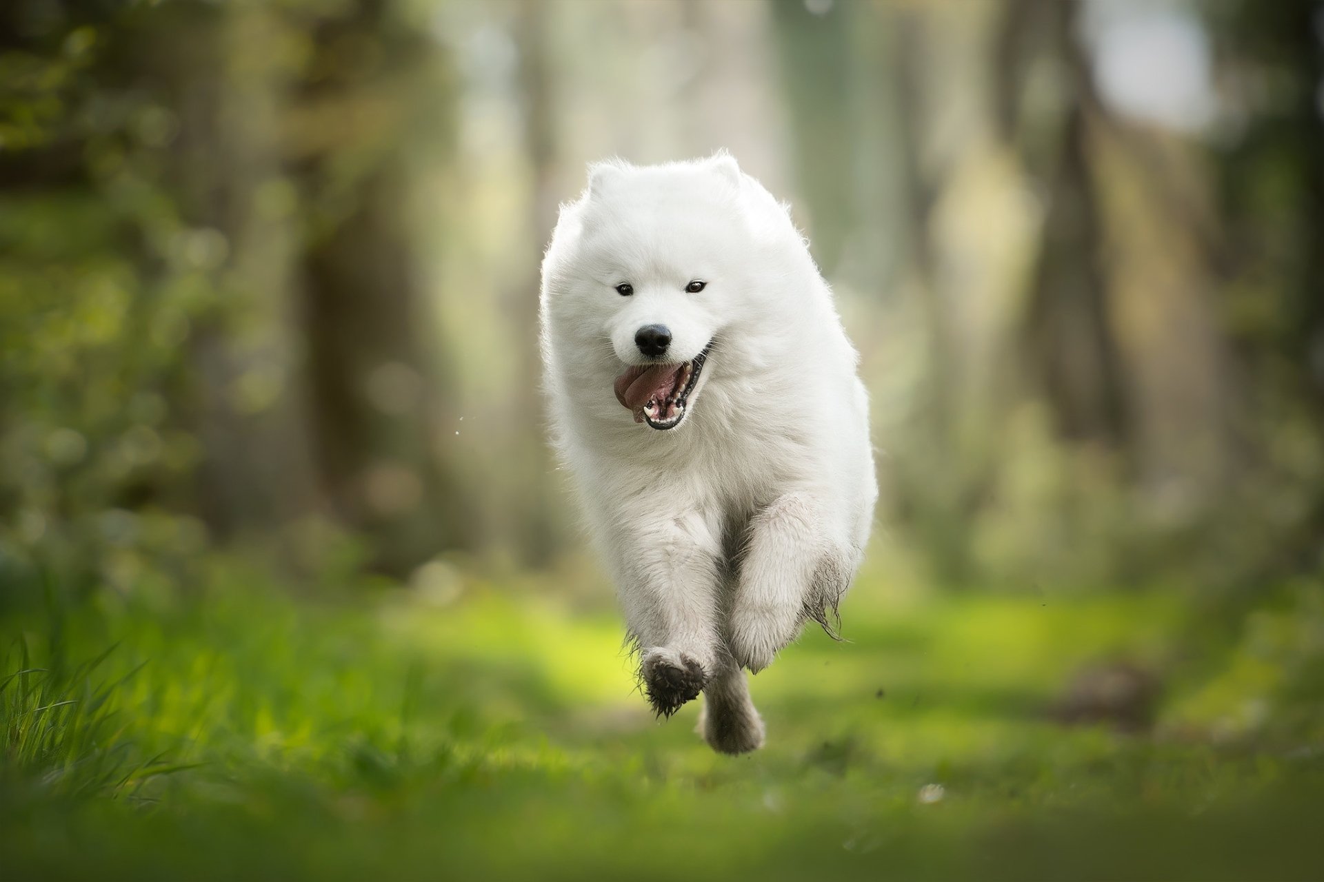 Samoyed HD Wallpaper
