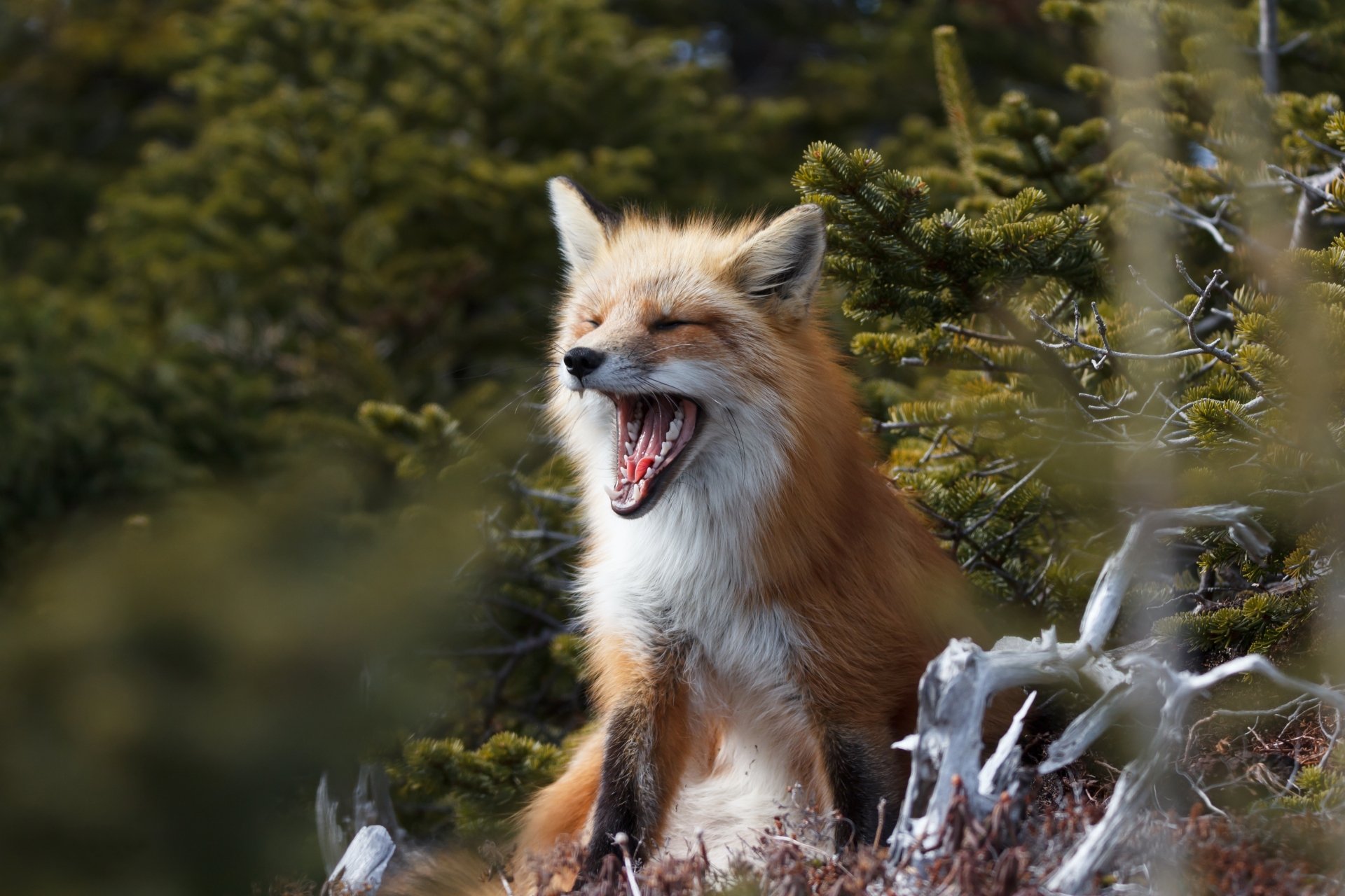 5K Ultra HD Yawning Red Fox Wallpaper | 5184x3456 | Wallpaper Abyss