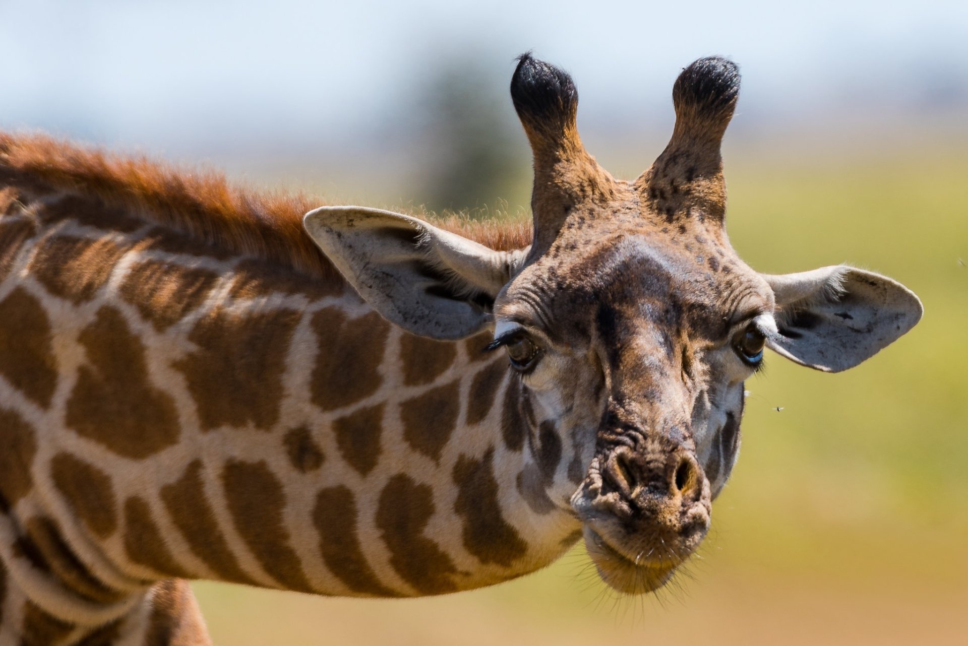 Download Stare Animal Giraffe HD Wallpaper | 2048x1367 | Wallpaper Abyss