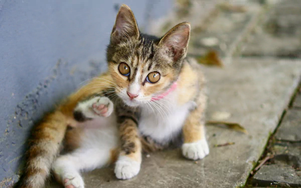 [50+] Cute Cat 4k Wallpapers