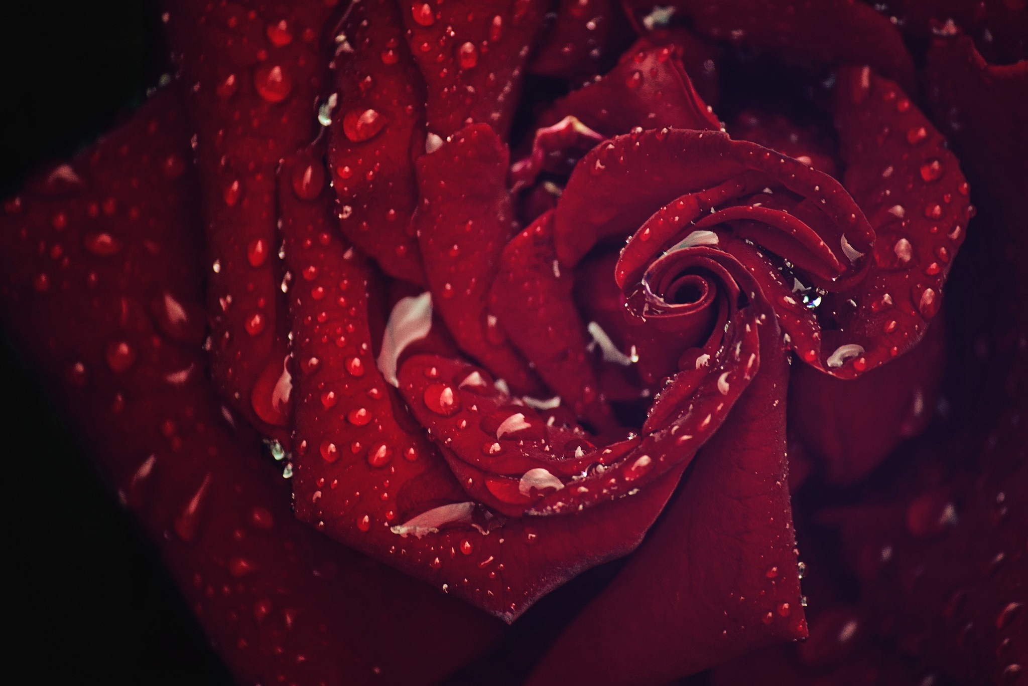 Download Water Drop Red Rose Flower Nature Rose HD Wallpaper