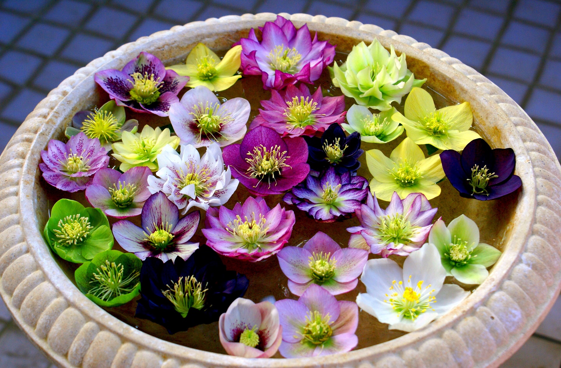 Hellebore HD Wallpaper