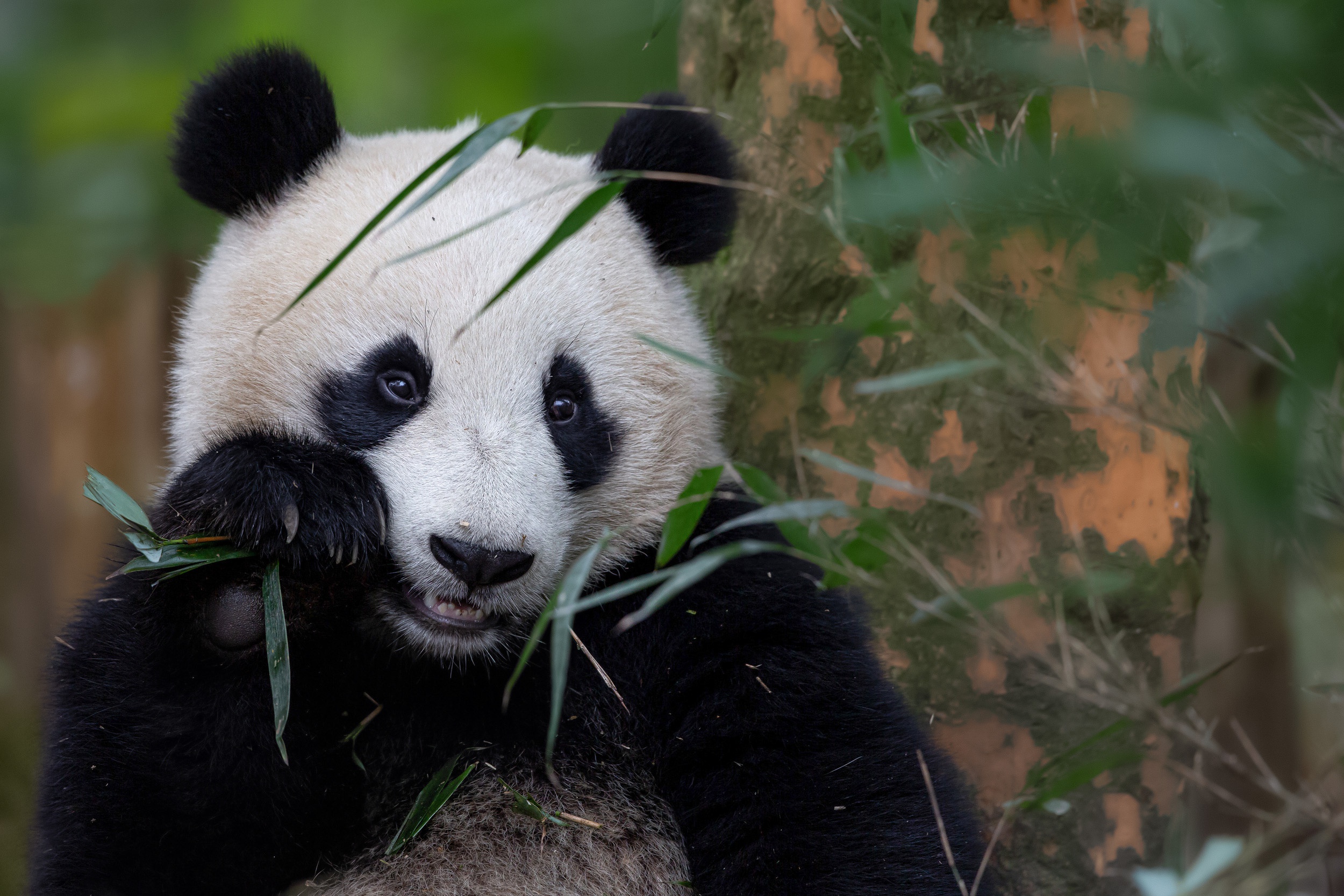 Download Animal Panda HD Wallpaper
