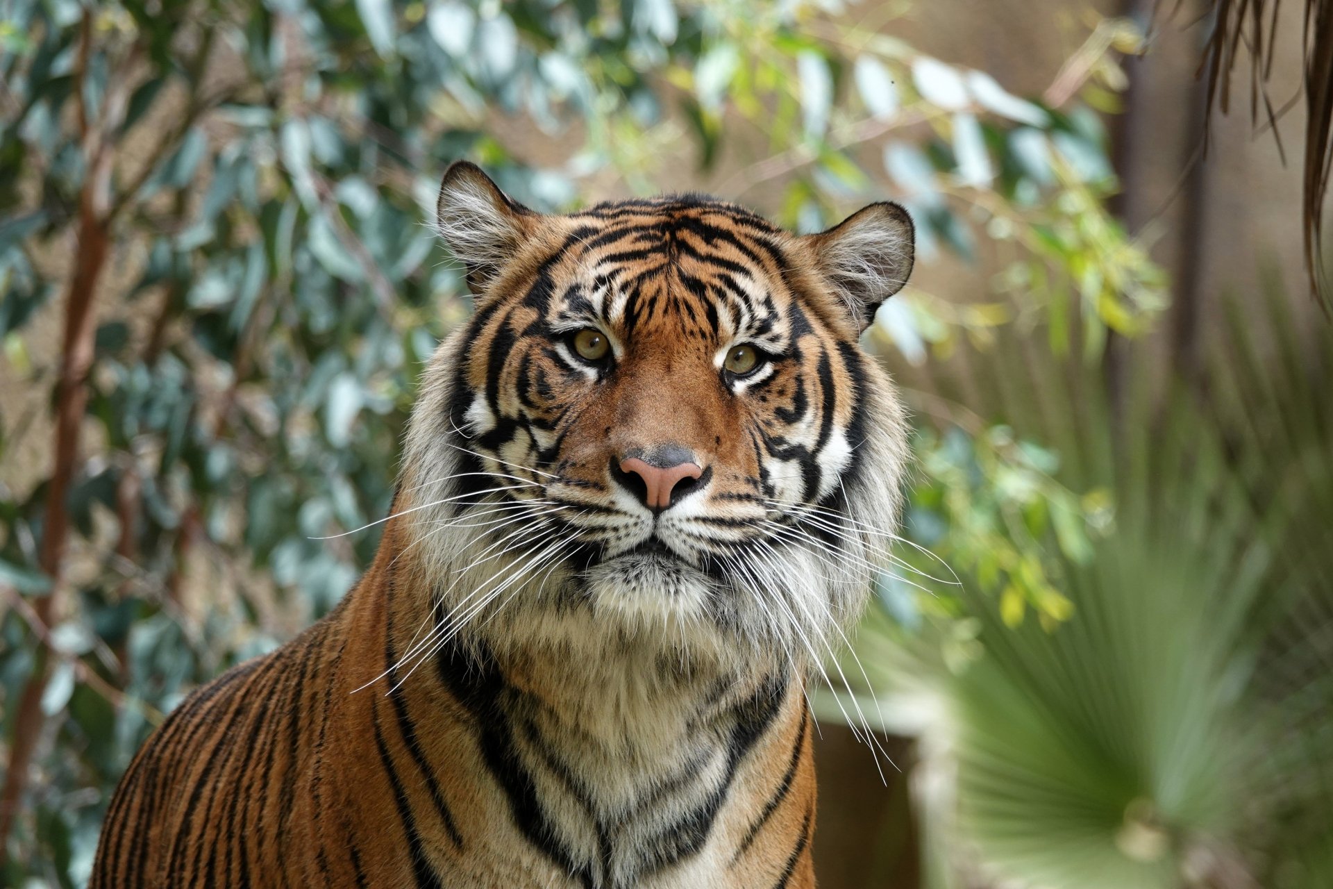 Majestic Tiger Stare – HD Animal Wallpaper | 3000x2000 | Wallpaper Abyss
