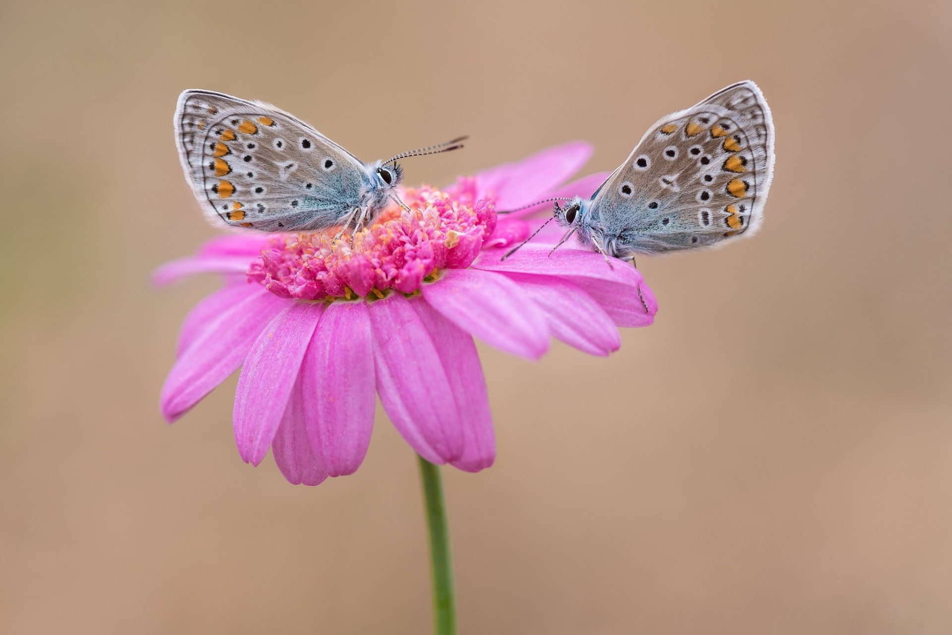 Download Pink Flower Flower Macro Insect Animal Butterfly HD Wallpaper