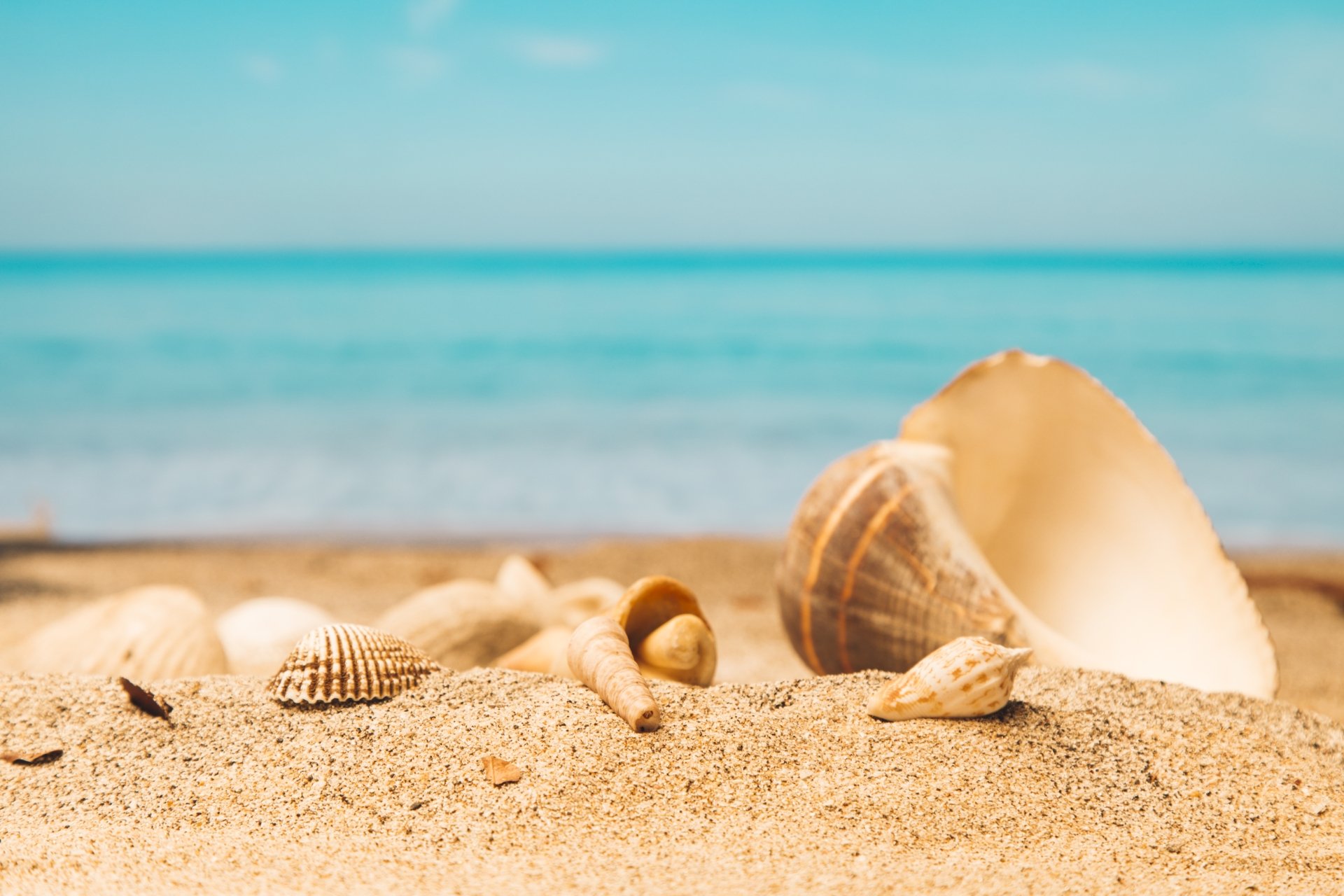 Download Depth Of Field Nature Sand Shell 4k Ultra HD Wallpaper