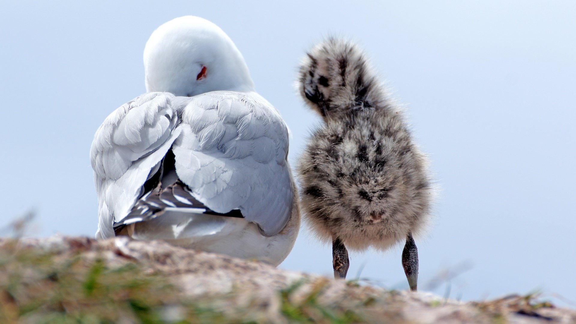 Download Baby Animal Bird Animal Seagull HD Wallpaper | 1920x1080 ...