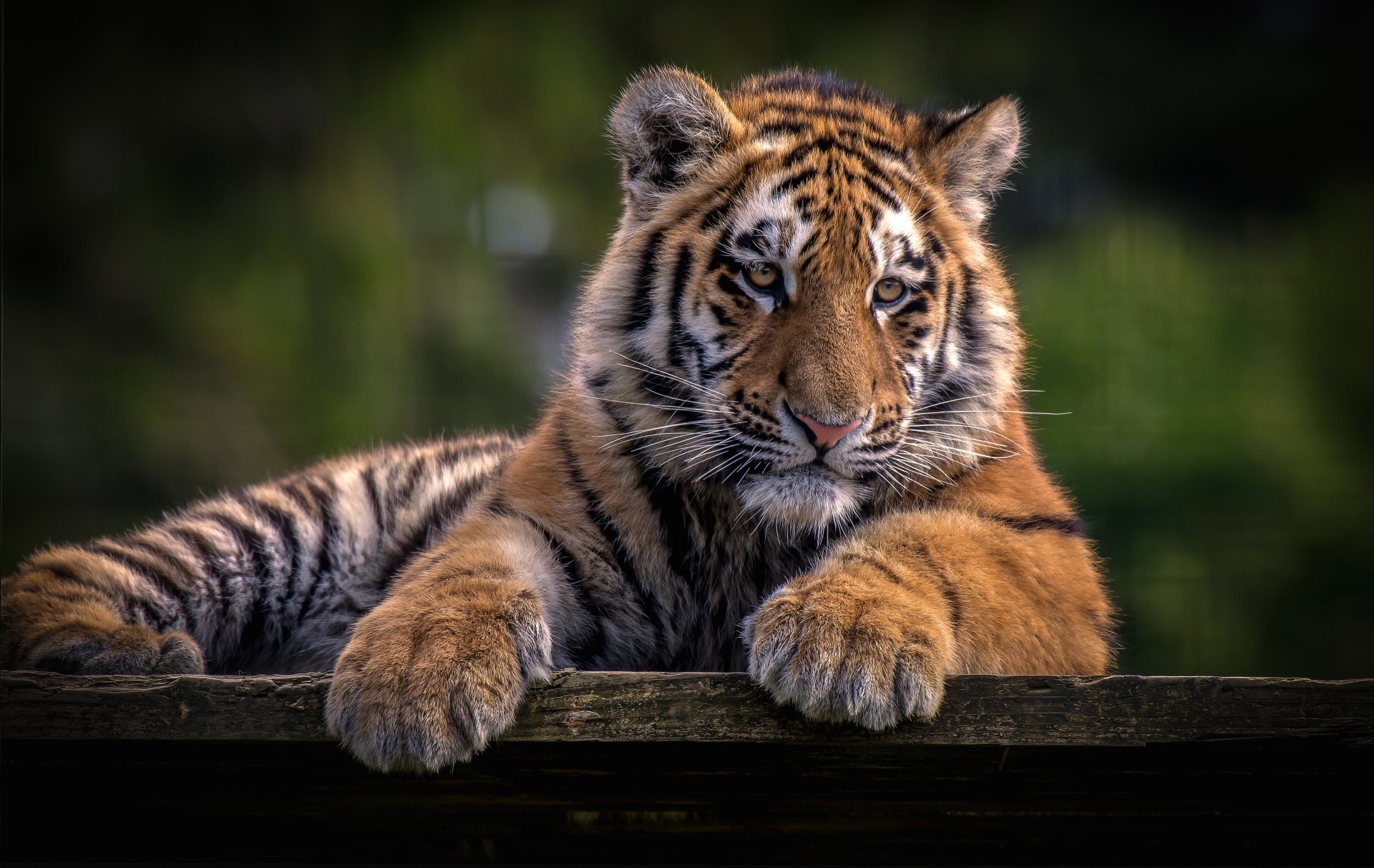 Majestic Tiger Cub - 4K Ultra HD Wallpaper | 4975x3144 | Wallpaper Abyss