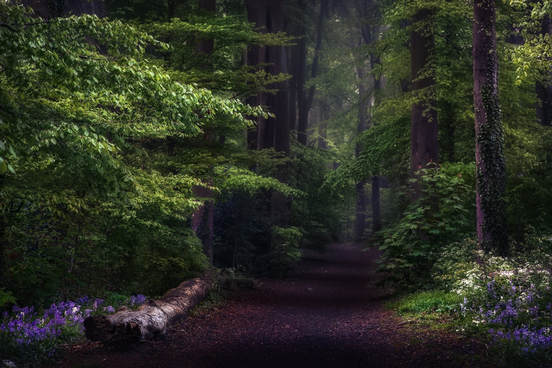 Download Greenery Forest Nature Path HD Wallpaper