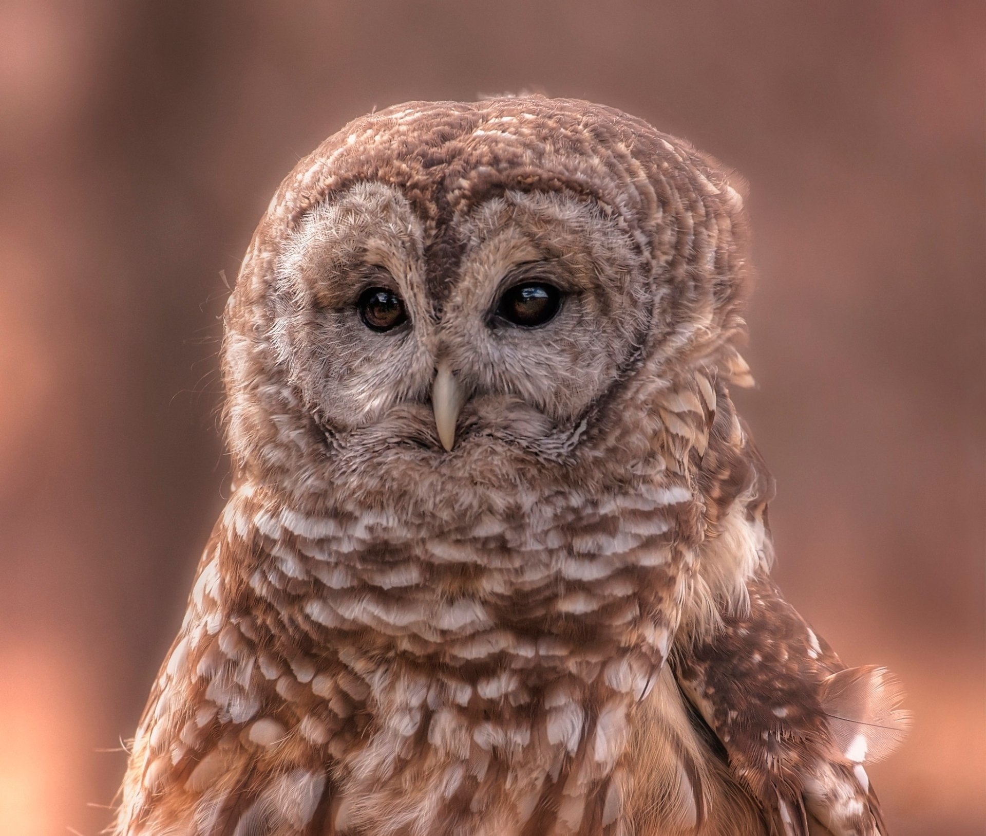 Owl Wallpaper Beautiful Free
