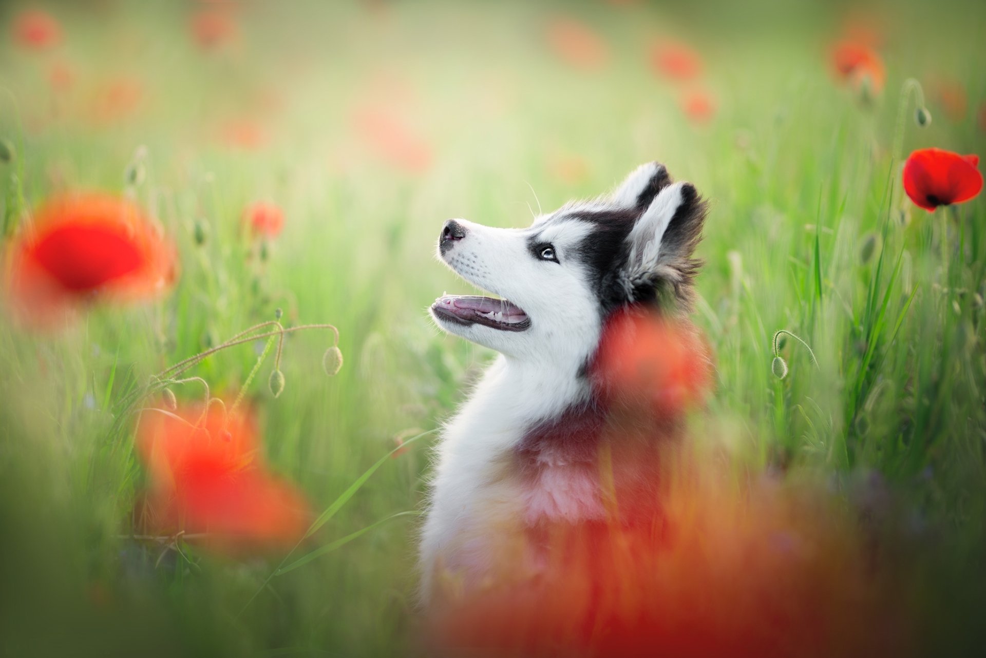 Download Poppy Dog Flower Animal Husky HD Wallpaper | 2048x1367 ...
