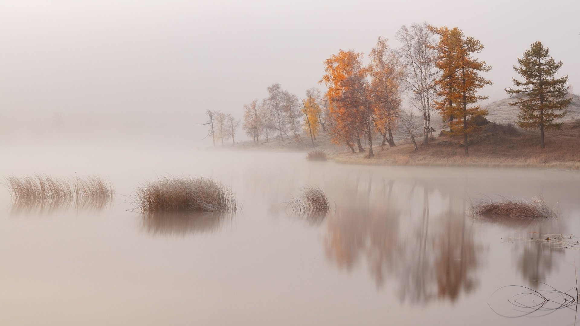 Misty Lake Serenity: Autumn Trees in Tranquil Fog - HD Nature Wallpaper ...