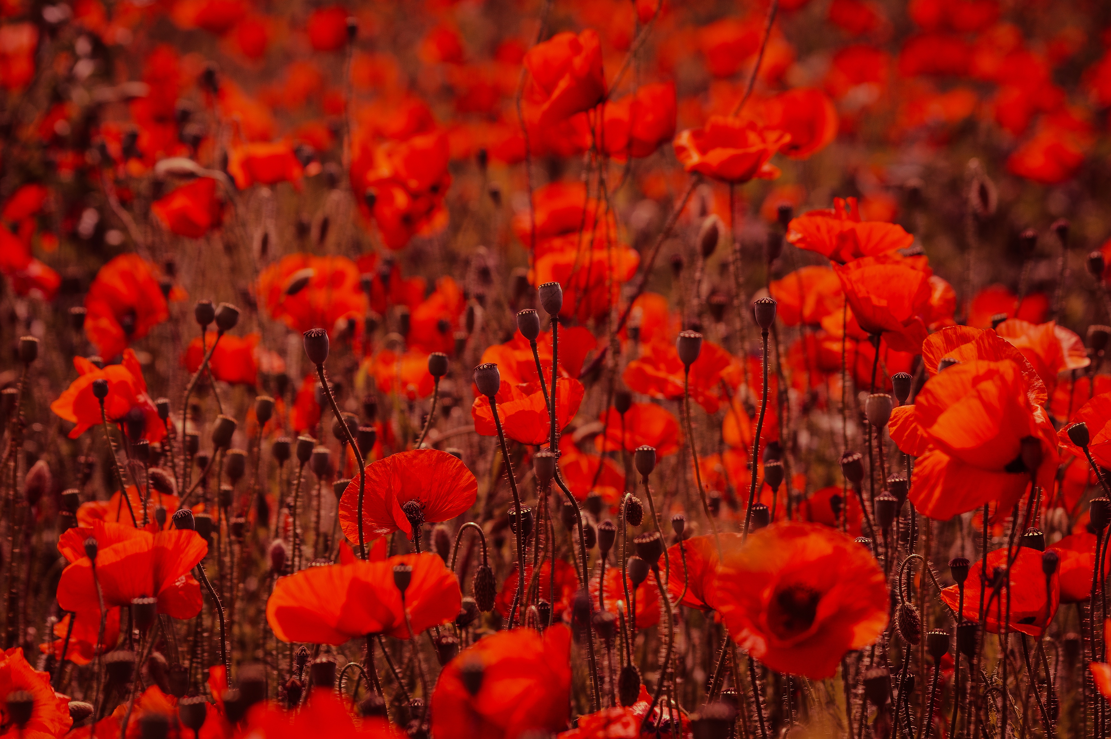 Download Nature Red Flower Flower Summer Poppy 4k Ultra HD Wallpaper
