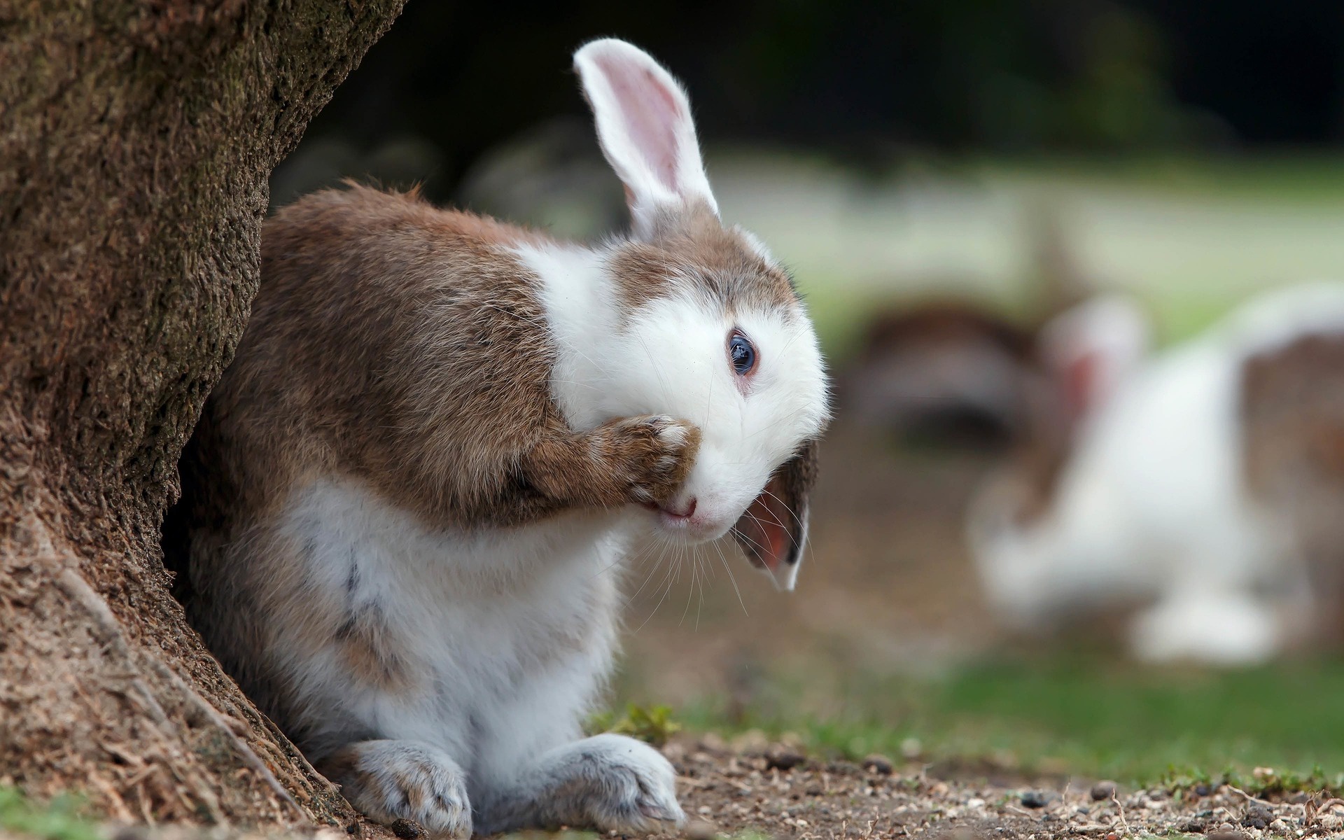 Download Animal Rabbit HD Wallpaper