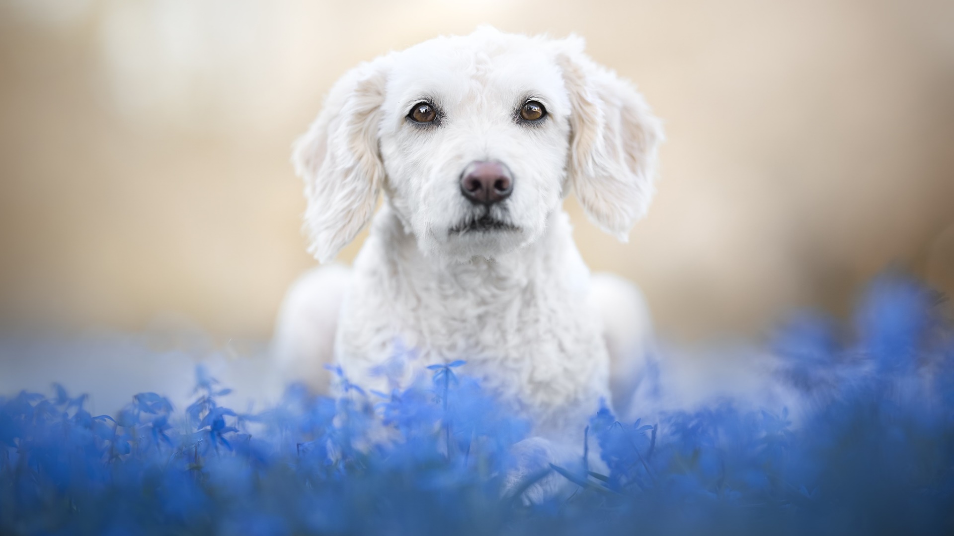 White Dog in Flower Field