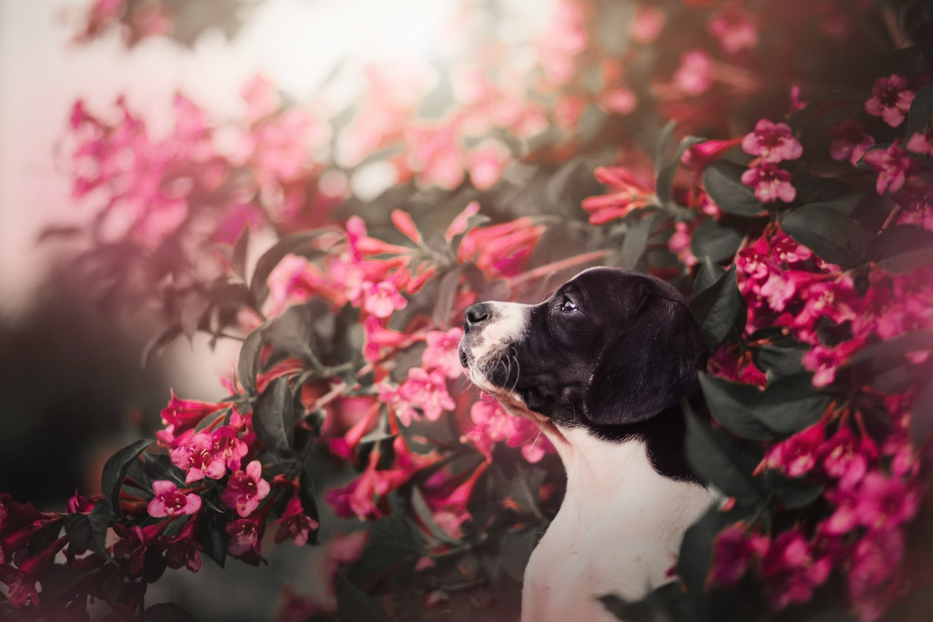 Download Pink Flower Flower Animal Dog HD Wallpaper