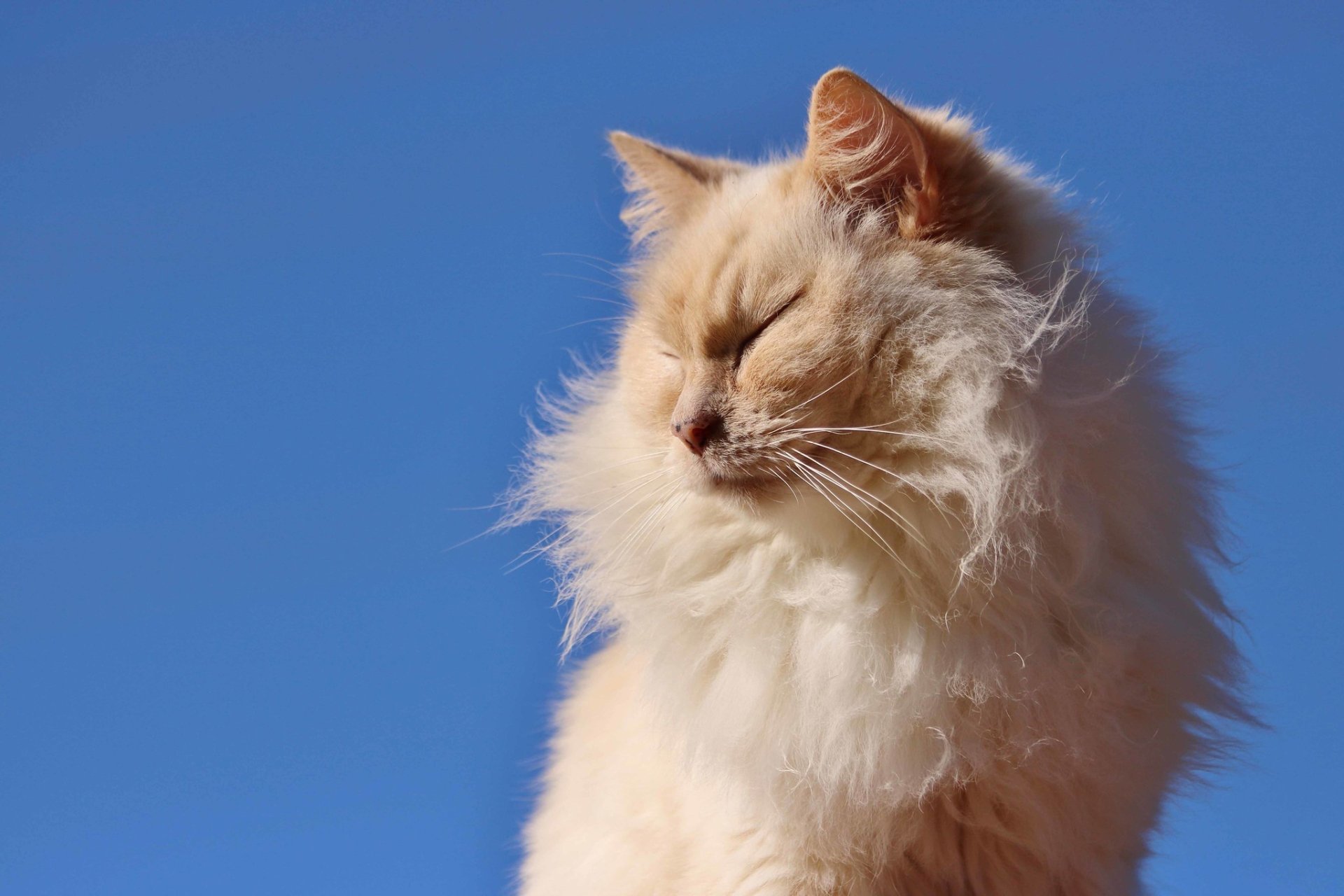 Majestic Fluffy Cat HD Wallpaper Against Clear Blue Sky