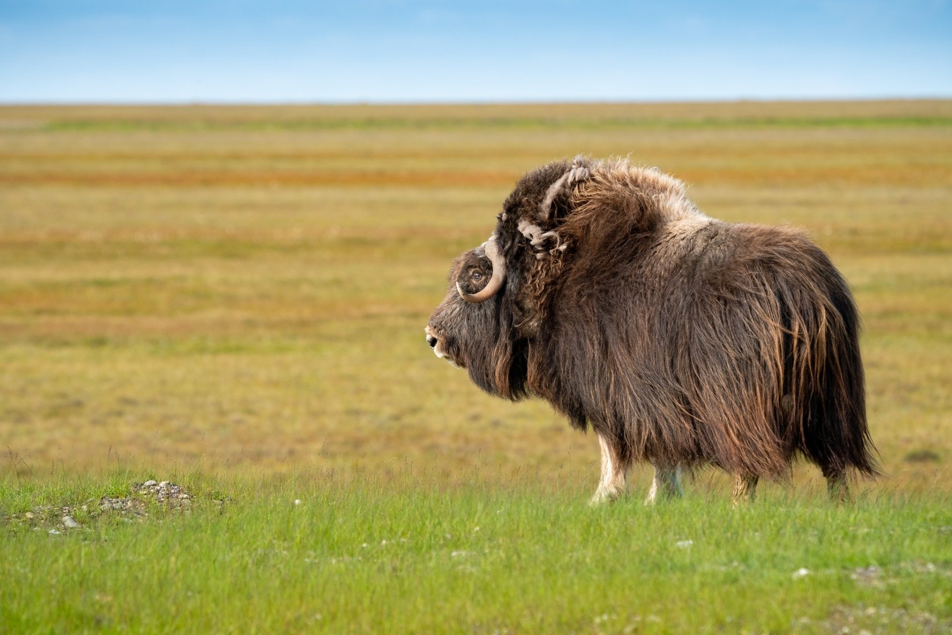 Majestic Muskox in HD: Wilderness Beauty Captured
