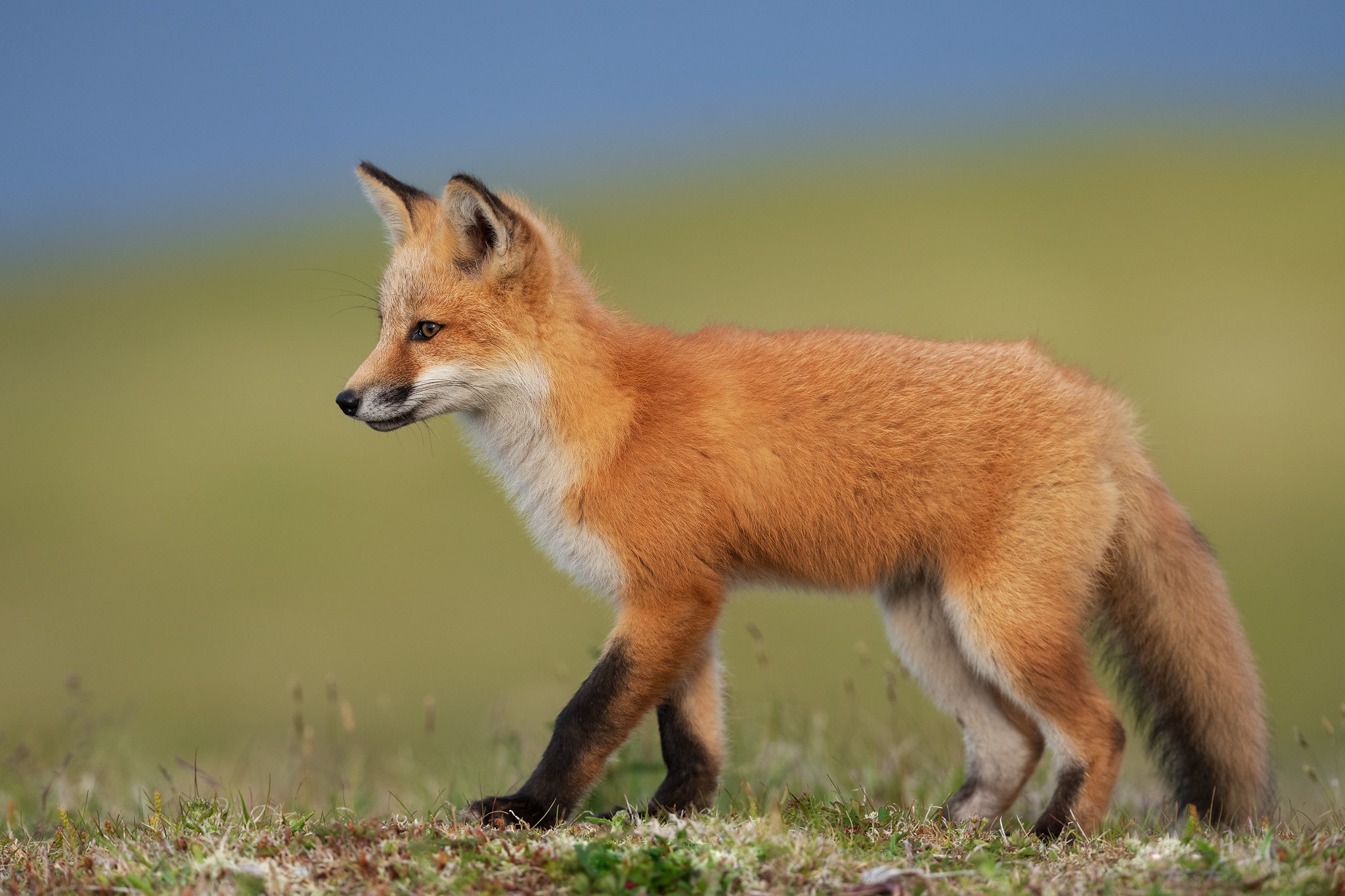 Download Animal Fox HD Wallpaper