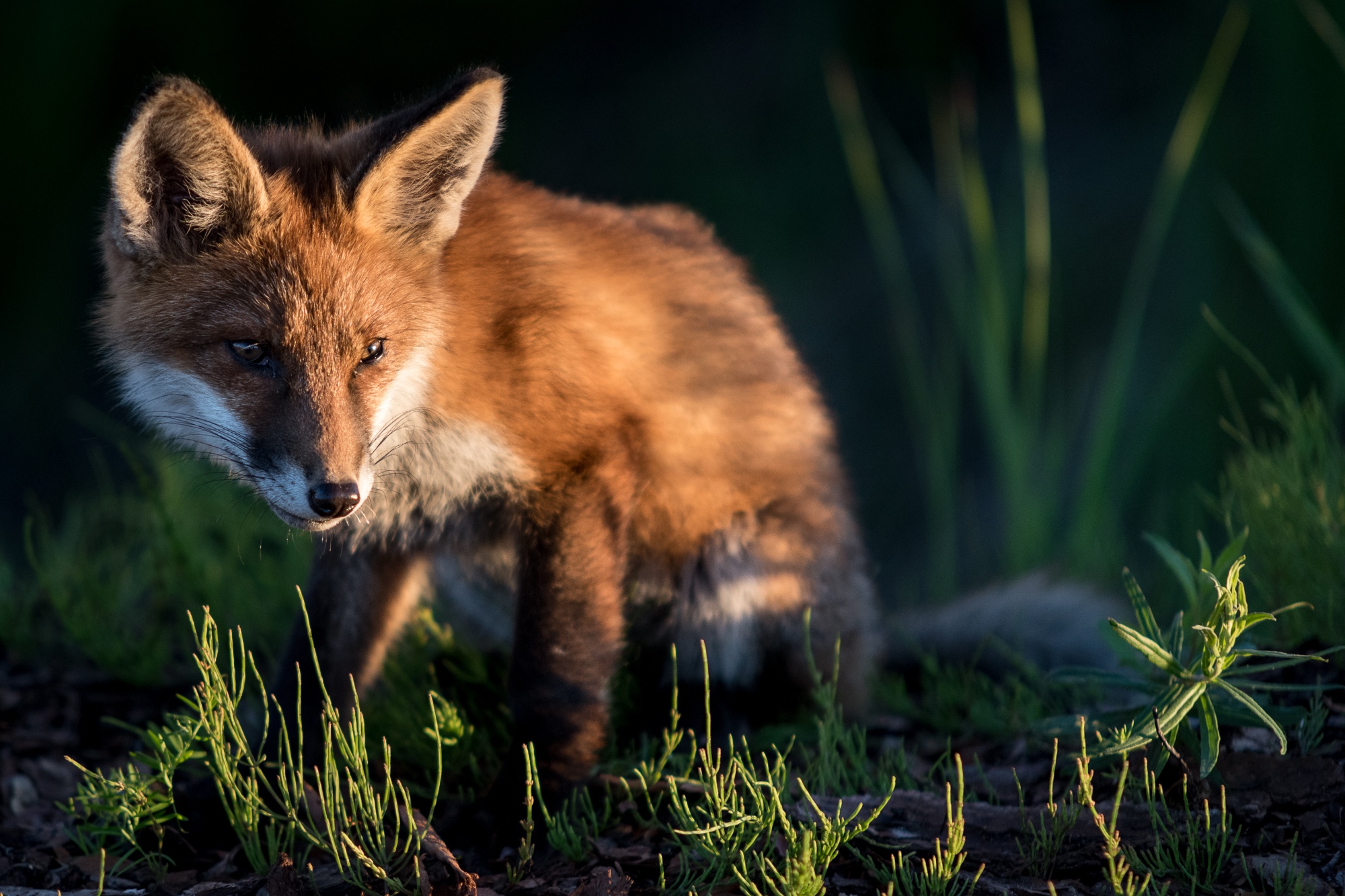 Download Animal Fox HD Wallpaper
