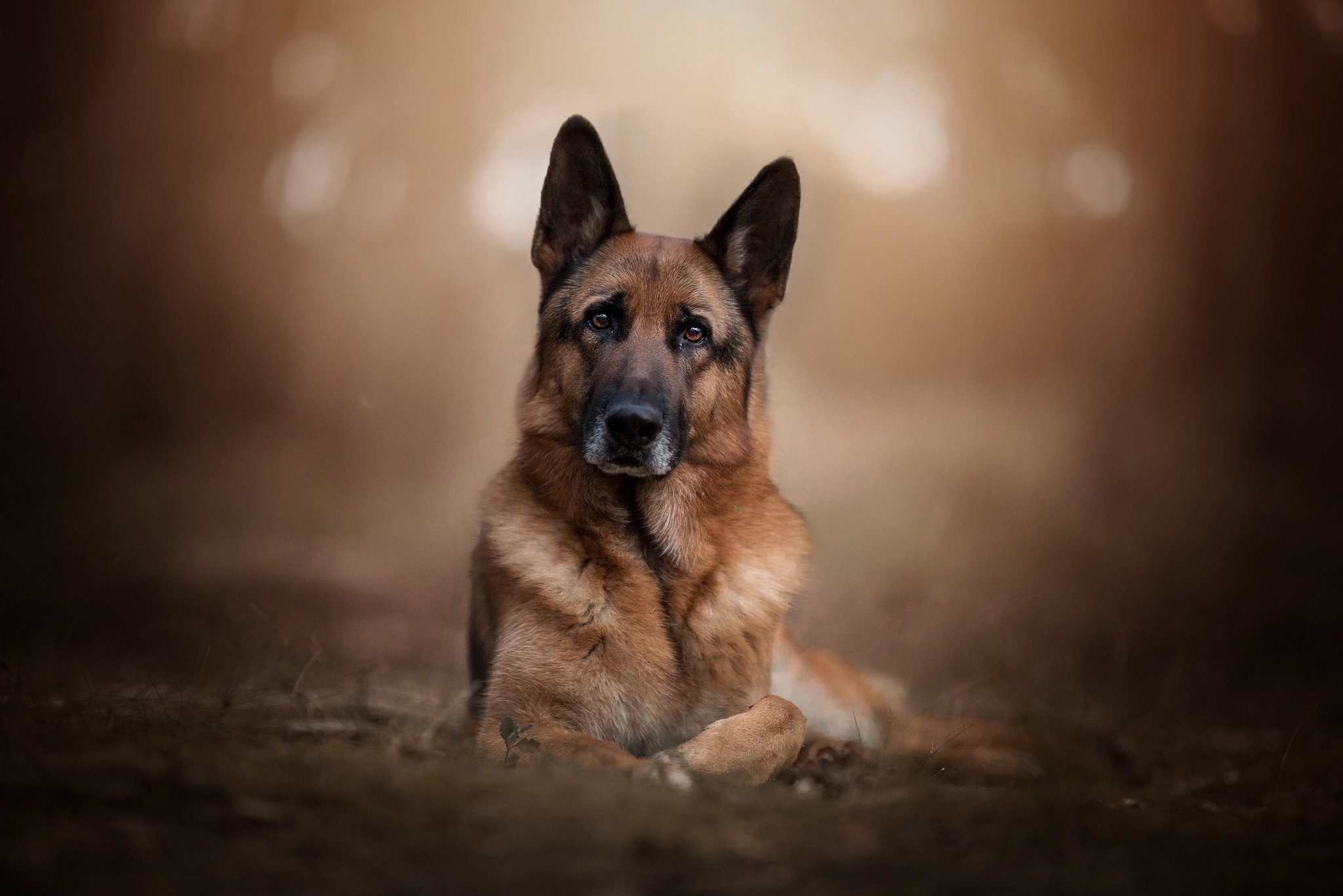 Download Dog Animal German Shepherd HD Wallpaper