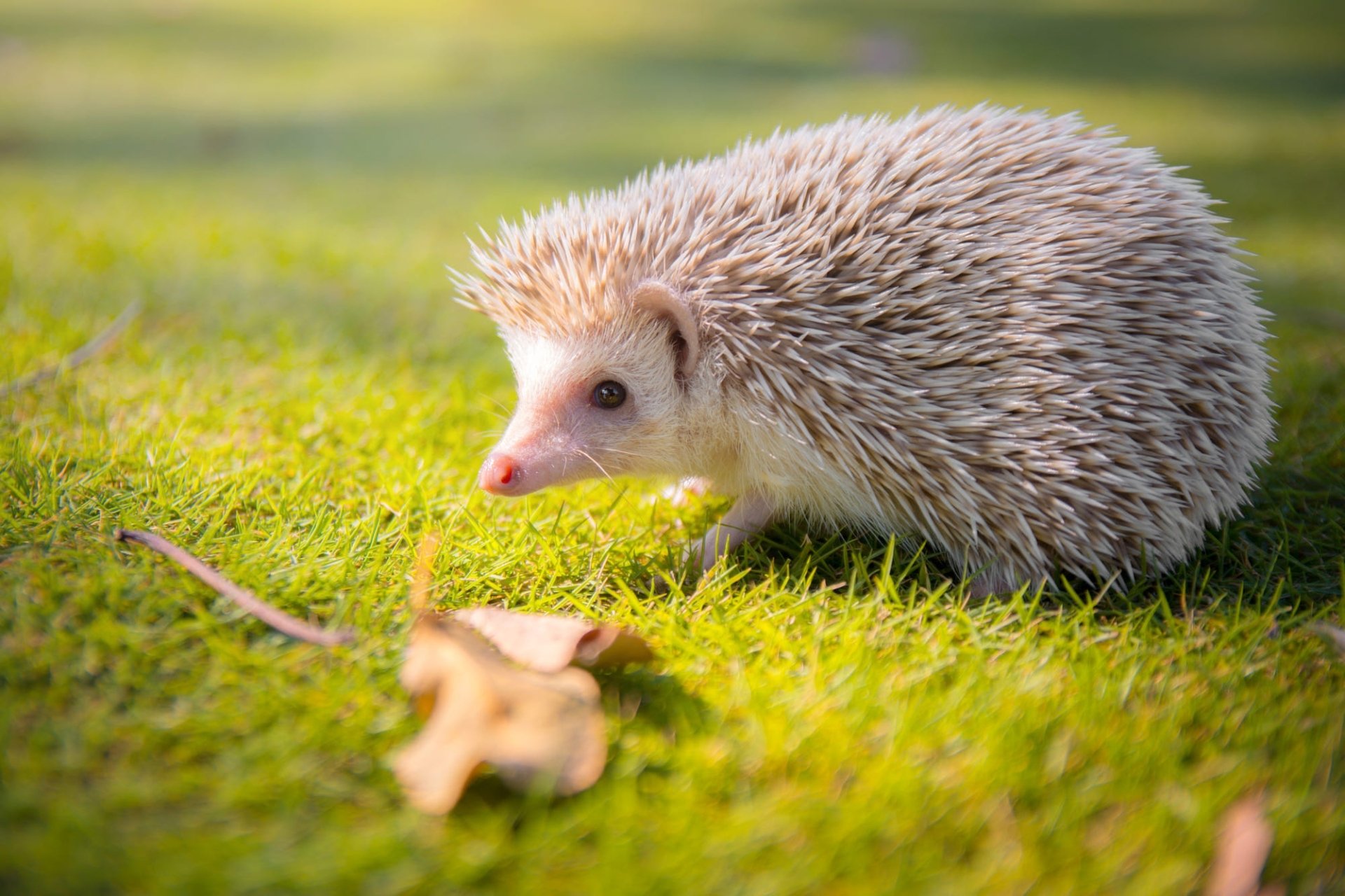 Download Animal Hedgehog HD Wallpaper