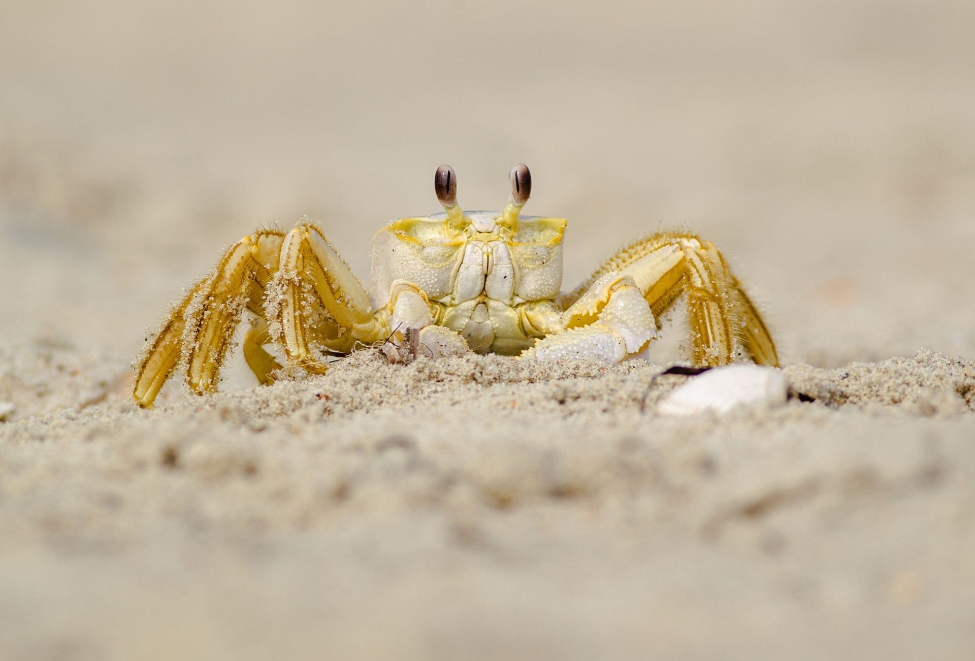 Sandy Ghost Crab — HD Crustacean Wallpaper
