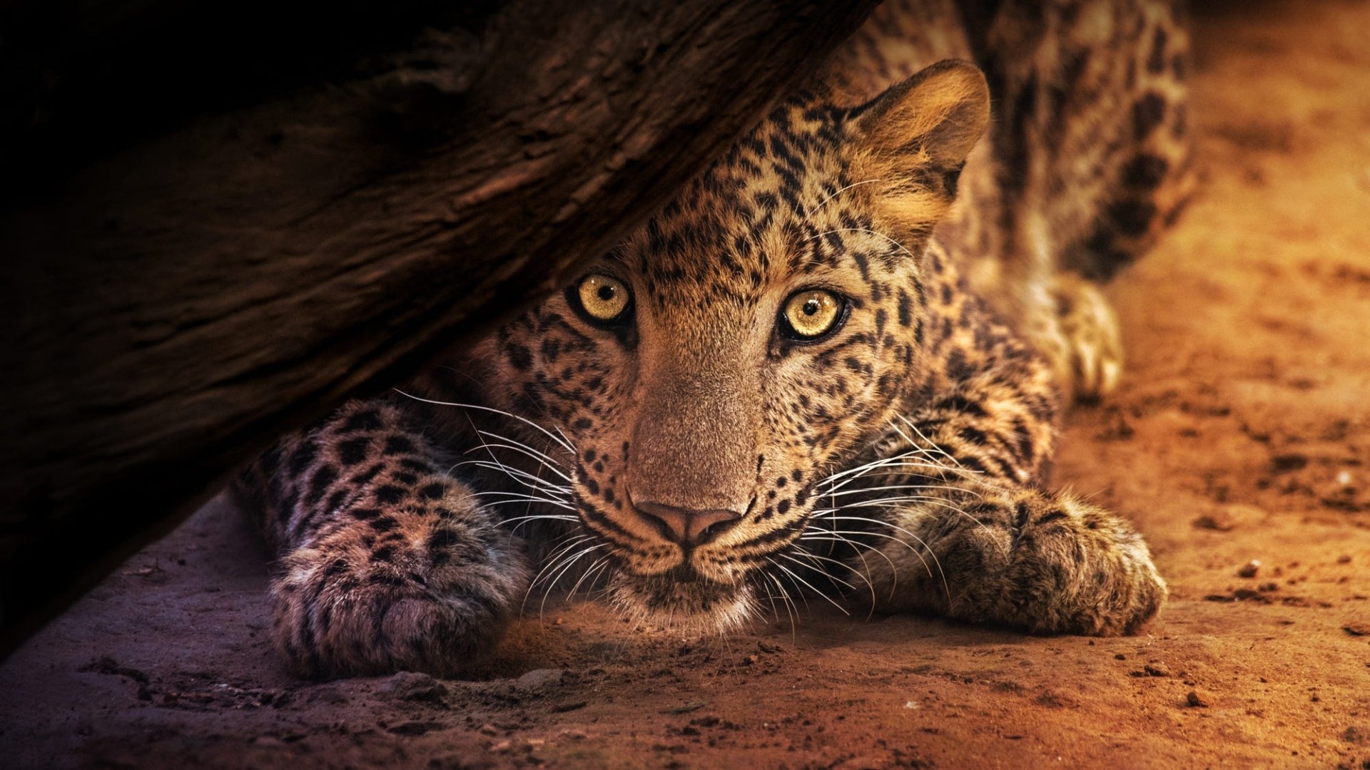 Majestic Leopard in HD: Wild Beauty Unveiled | 2000x1125 | Wallpaper Abyss