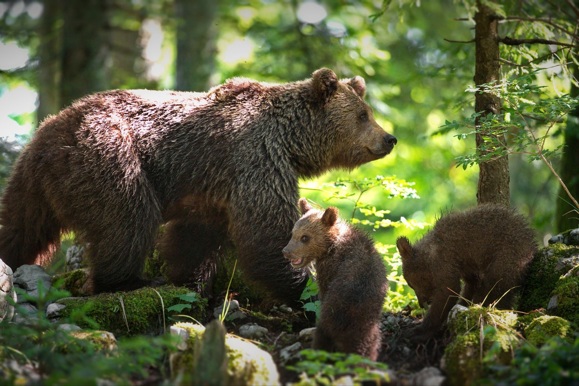 Download Cub Baby Animal Animal Bear HD Wallpaper by Alexander Perov