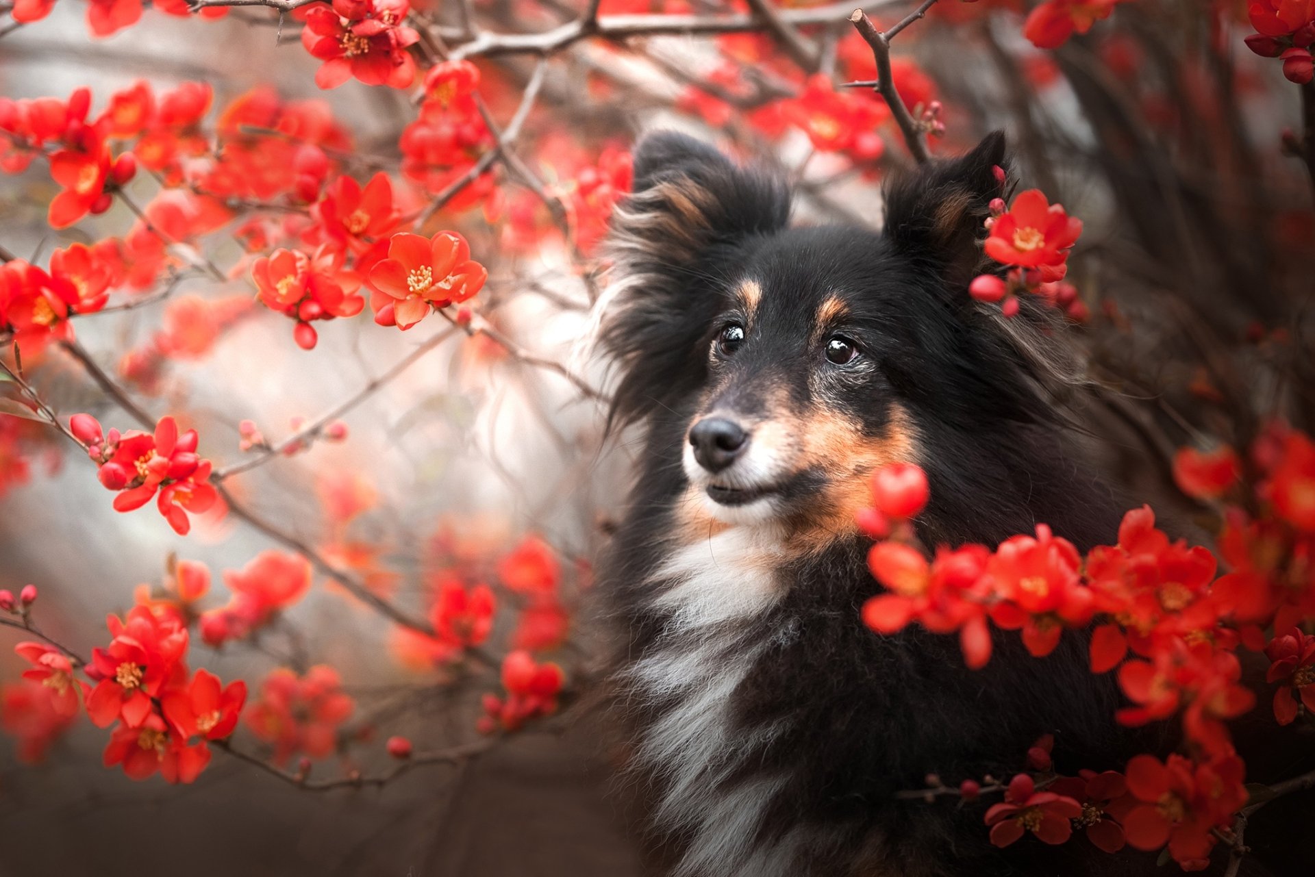 Download Red Flower Dog Animal Shetland Sheepdog HD Wallpaper ...