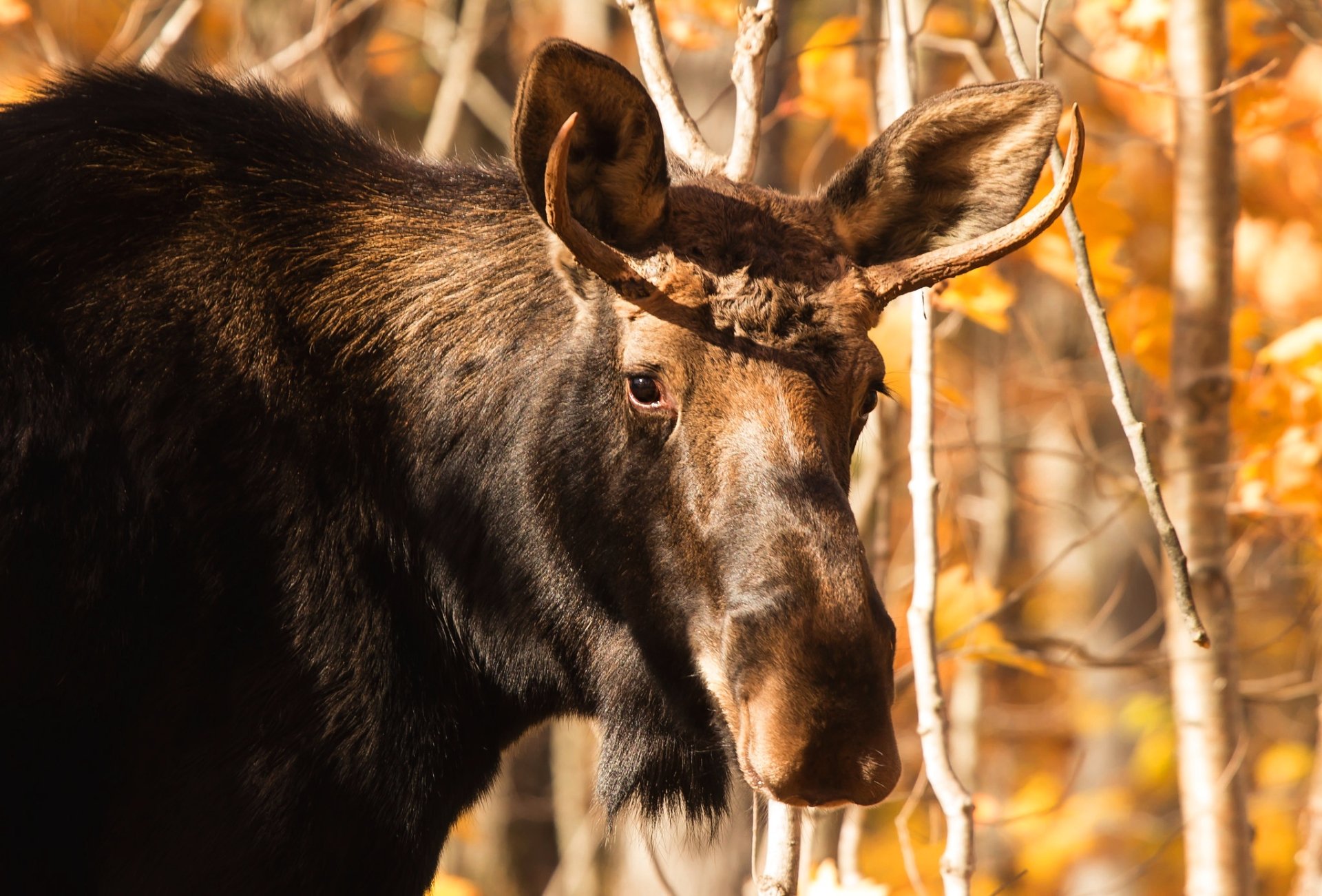 Moose Hd Wallpapers 10jpg