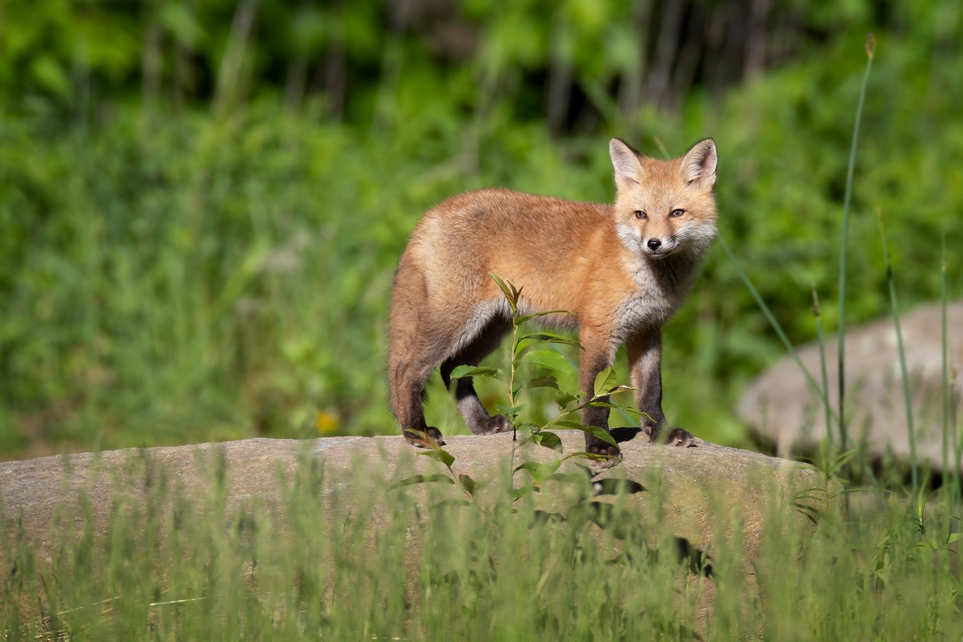 Majestic Fox in Natural Habitat – HD Animal Wallpaper | 2048x1365 ...