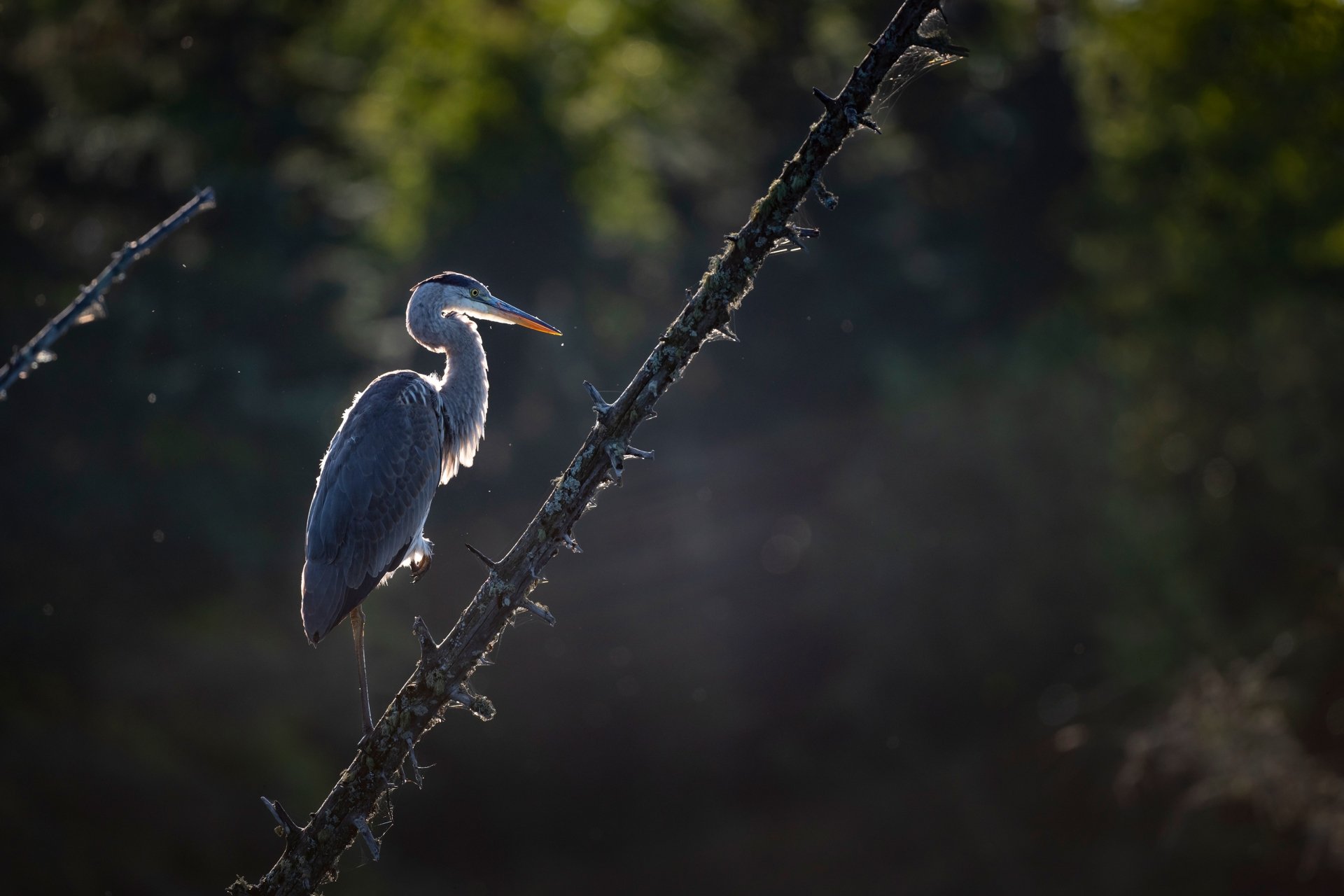 Download Bird Animal Heron HD Wallpaper