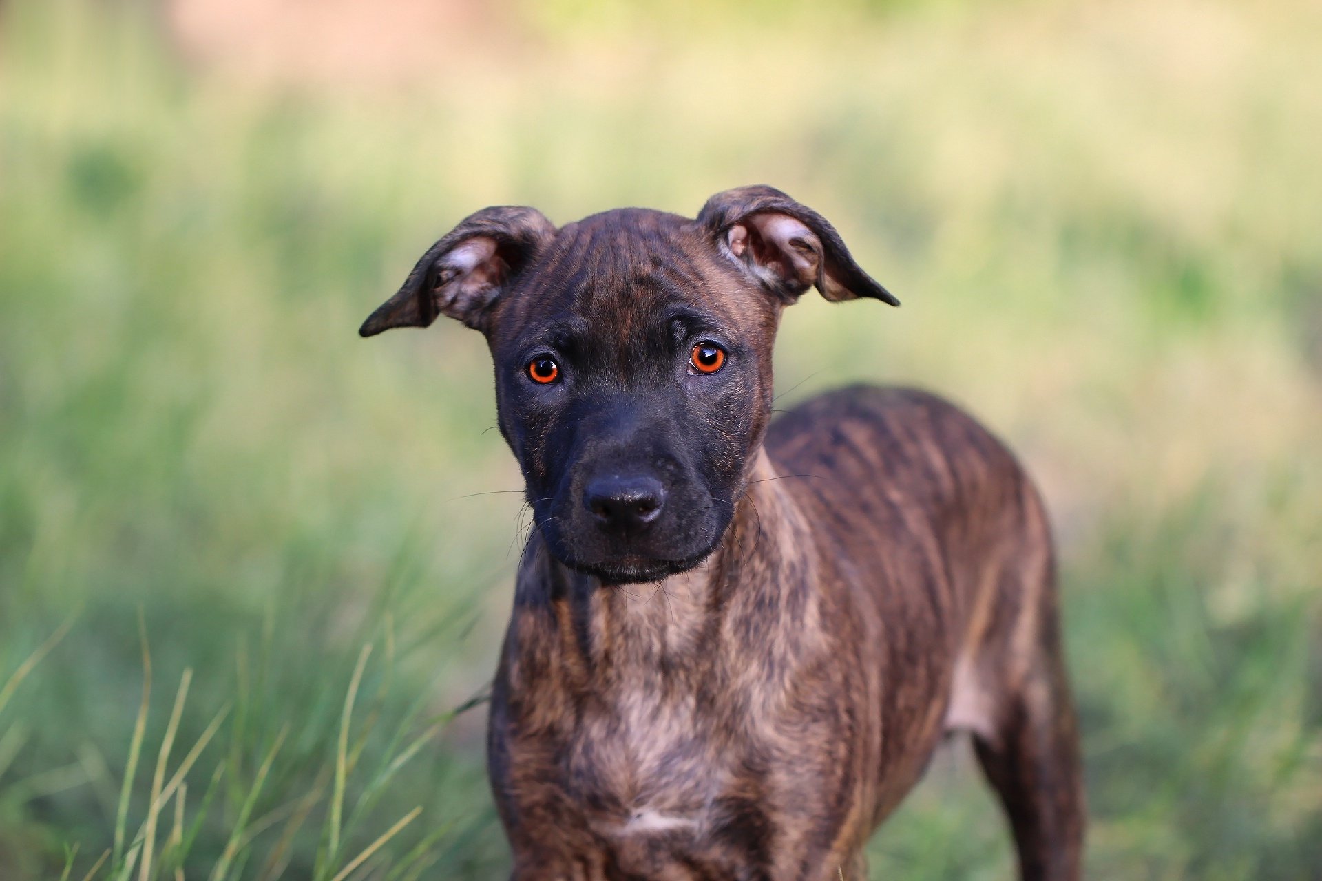 Animal Pit Bull HD Wallpaper