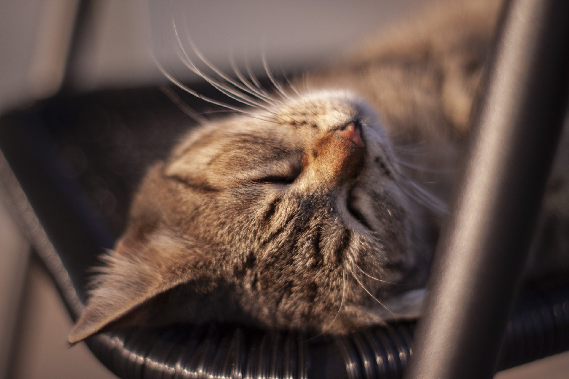 Download Sleeping Animal Cat HD Wallpaper | 2048x1365 | Wallpaper Abyss