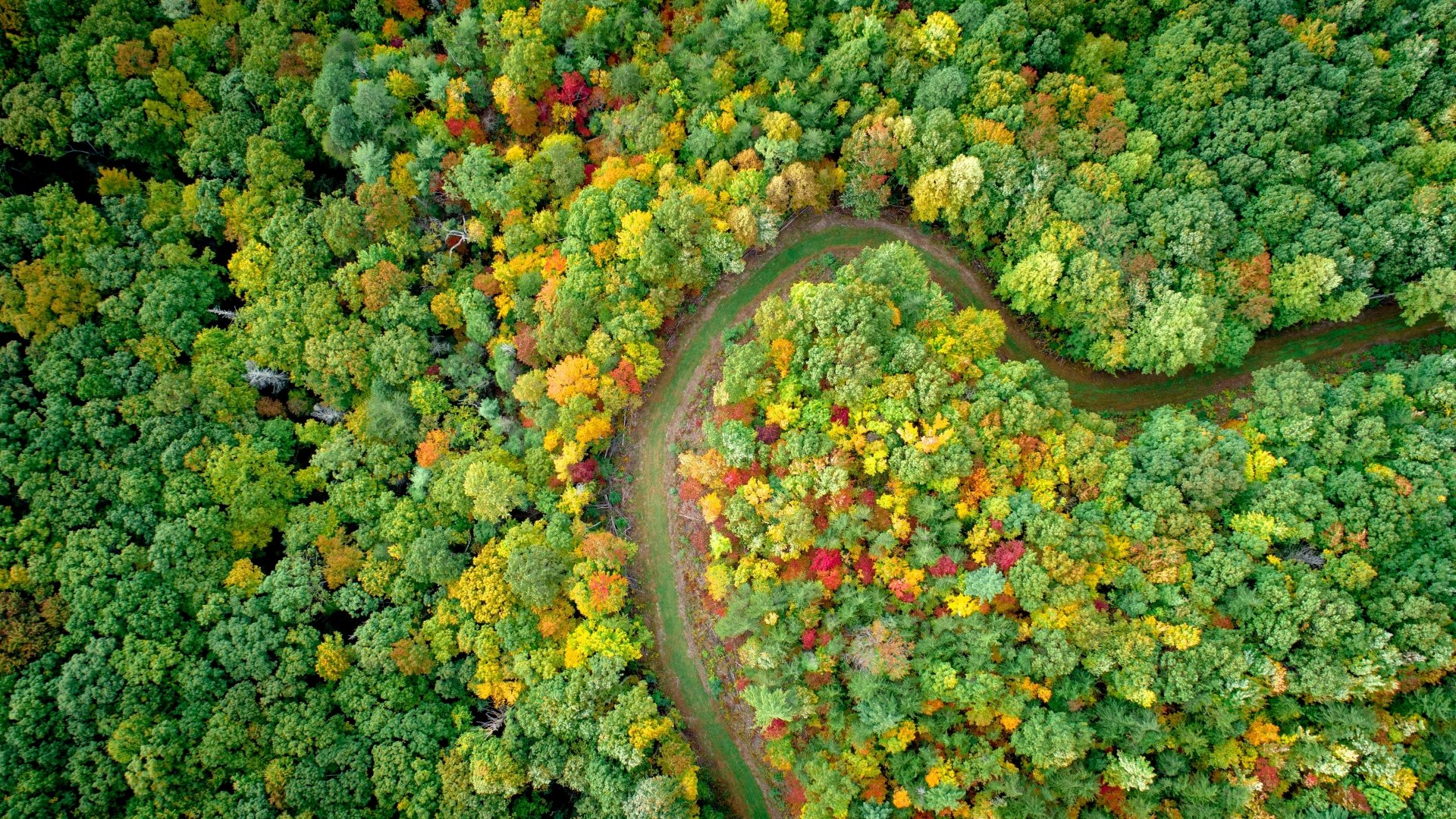Download Forest Photography Aerial 4k Ultra HD Wallpaper by Nathan Anderson