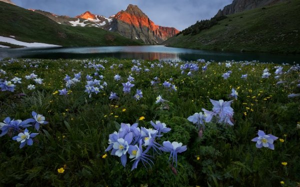 Flower Field in the Mountains HD Wallpaper | Background Image ...