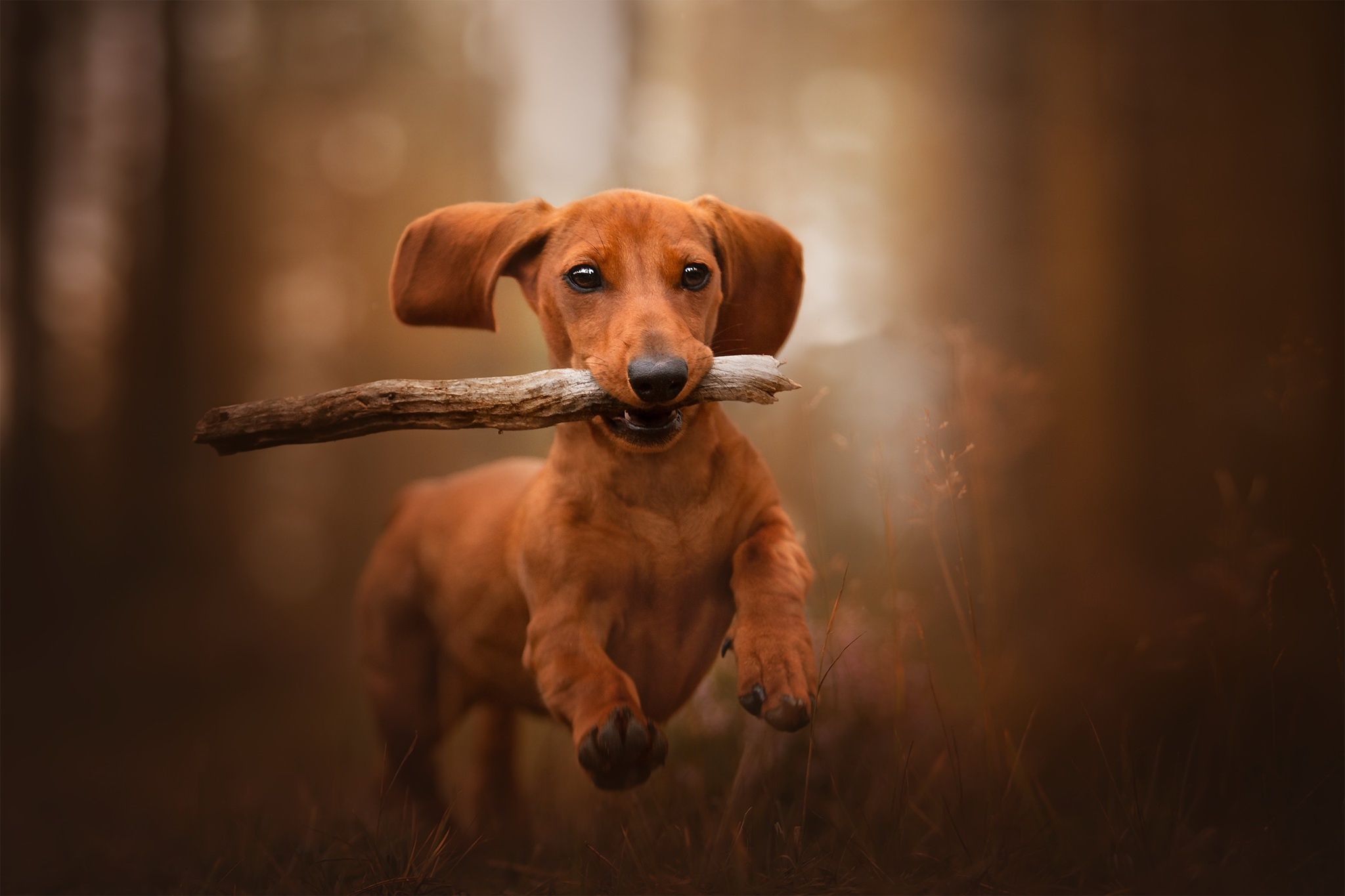 Download Animal Dog HD Wallpaper